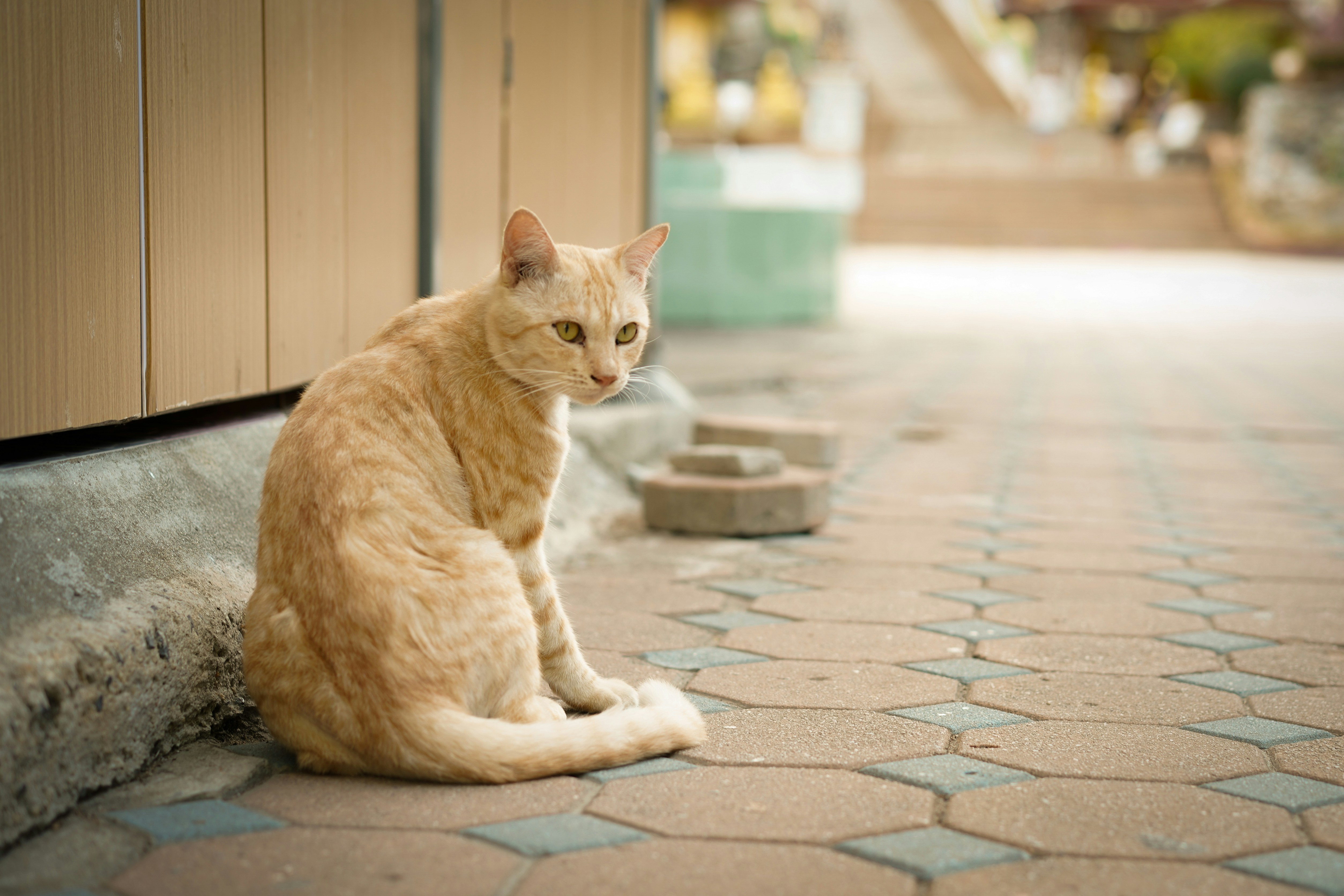 Curious Orange Feline by the Patio Edge