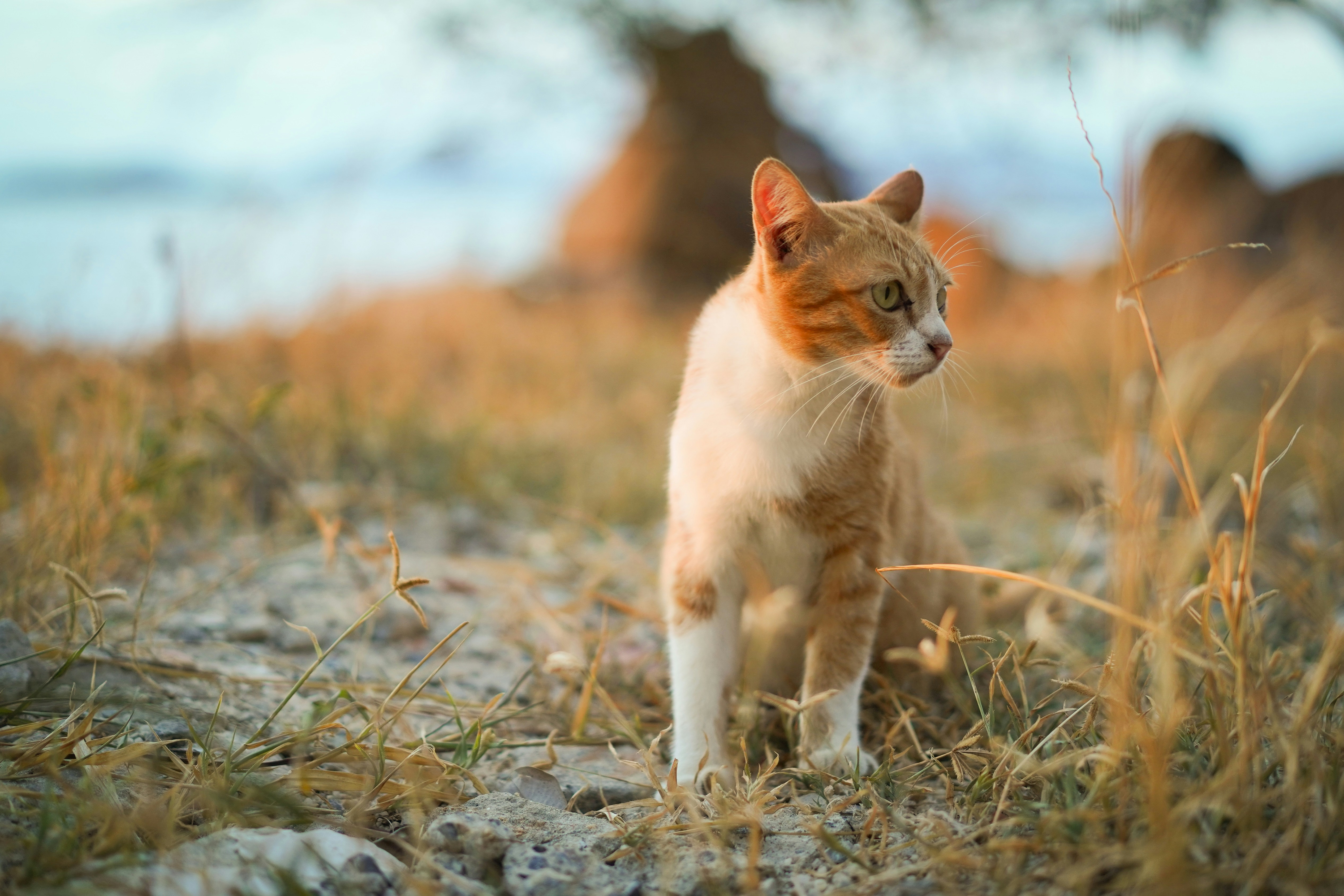 Sunlit Orange Cat on a Dry Meadow Forward Look