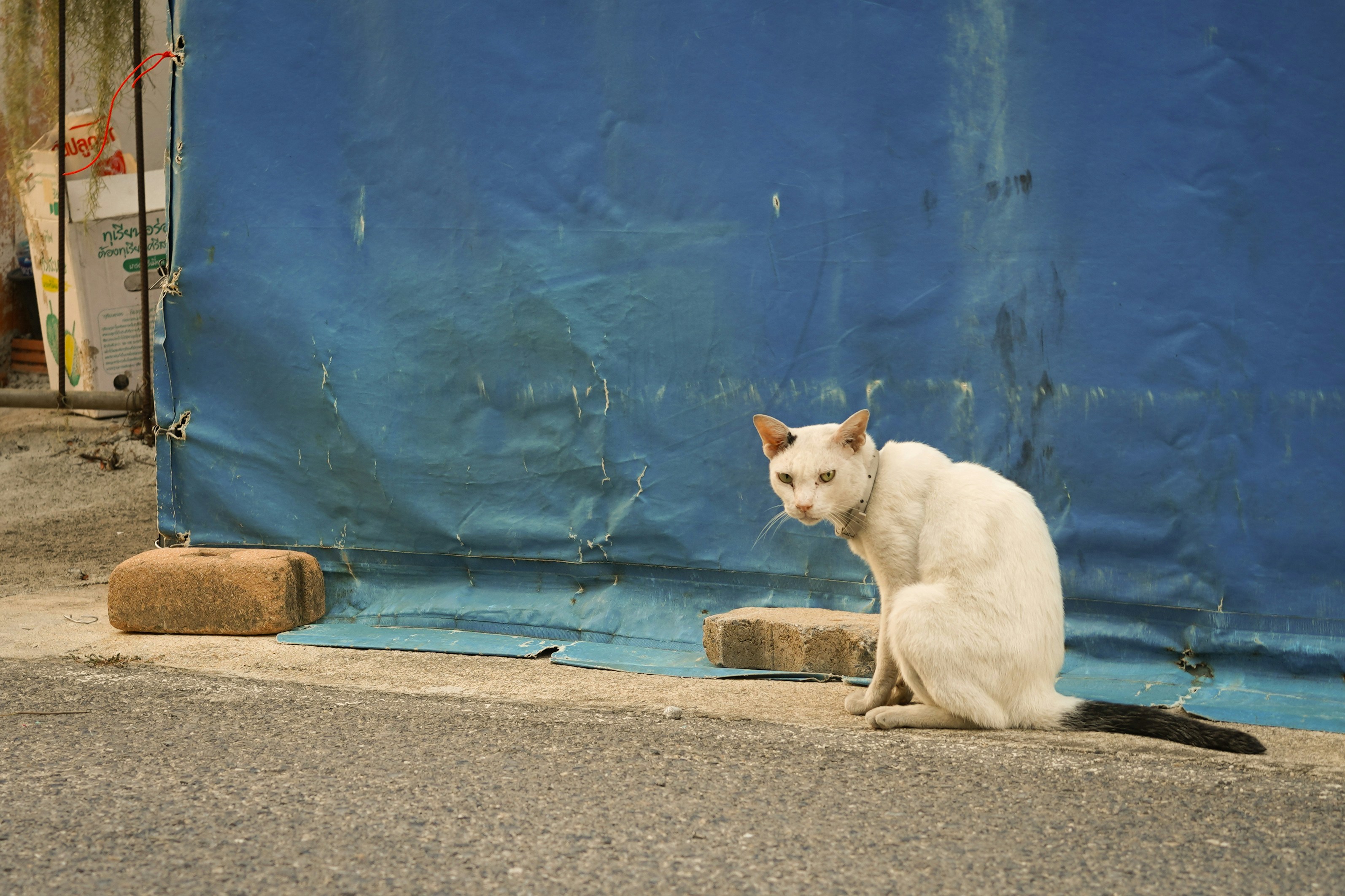 Quiet Street, Quiet Watcher: a lone white cat by a blue barrier