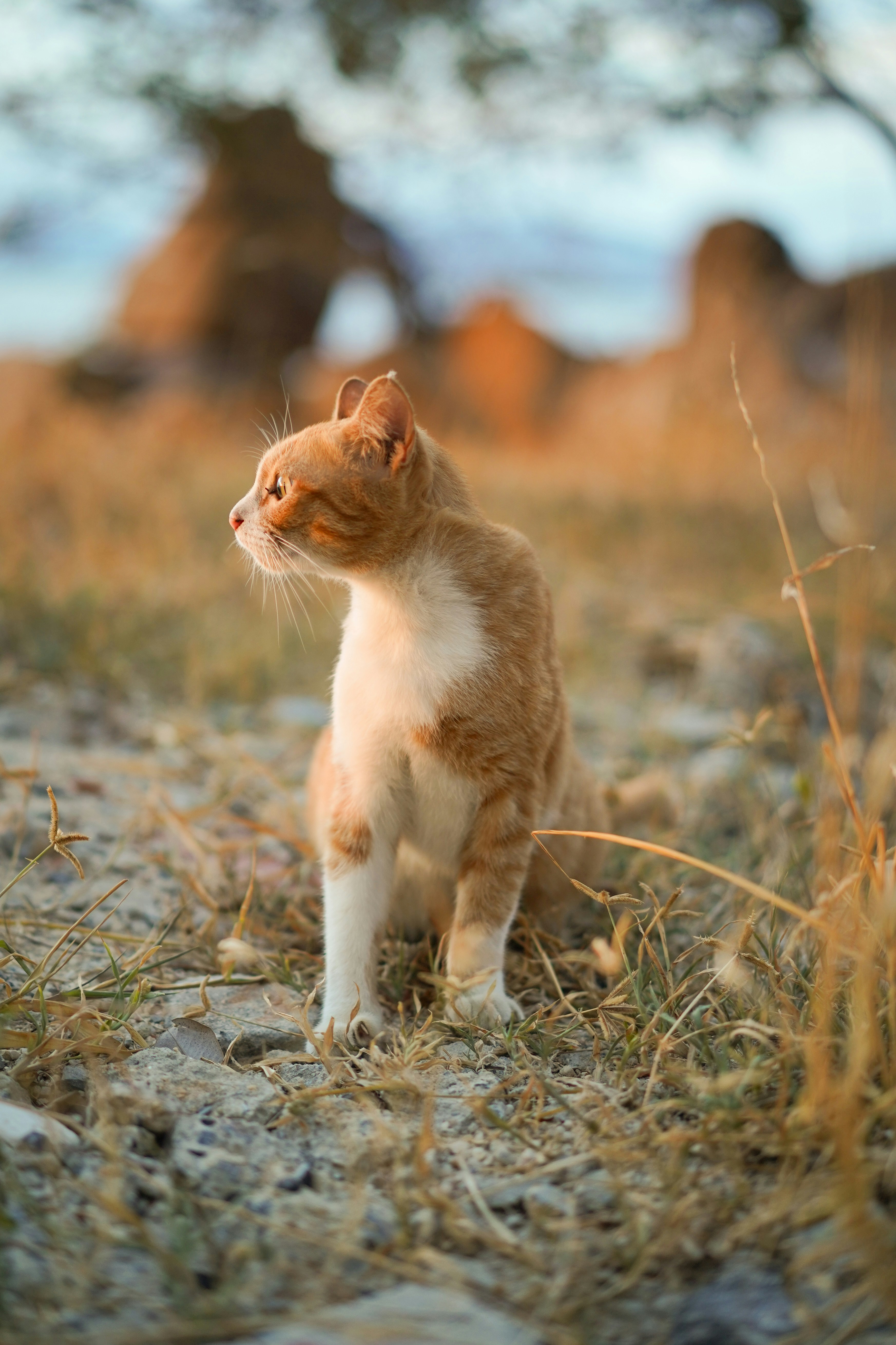 Golden Hour Ginger: A Curious Kitten in a Dry Meadow