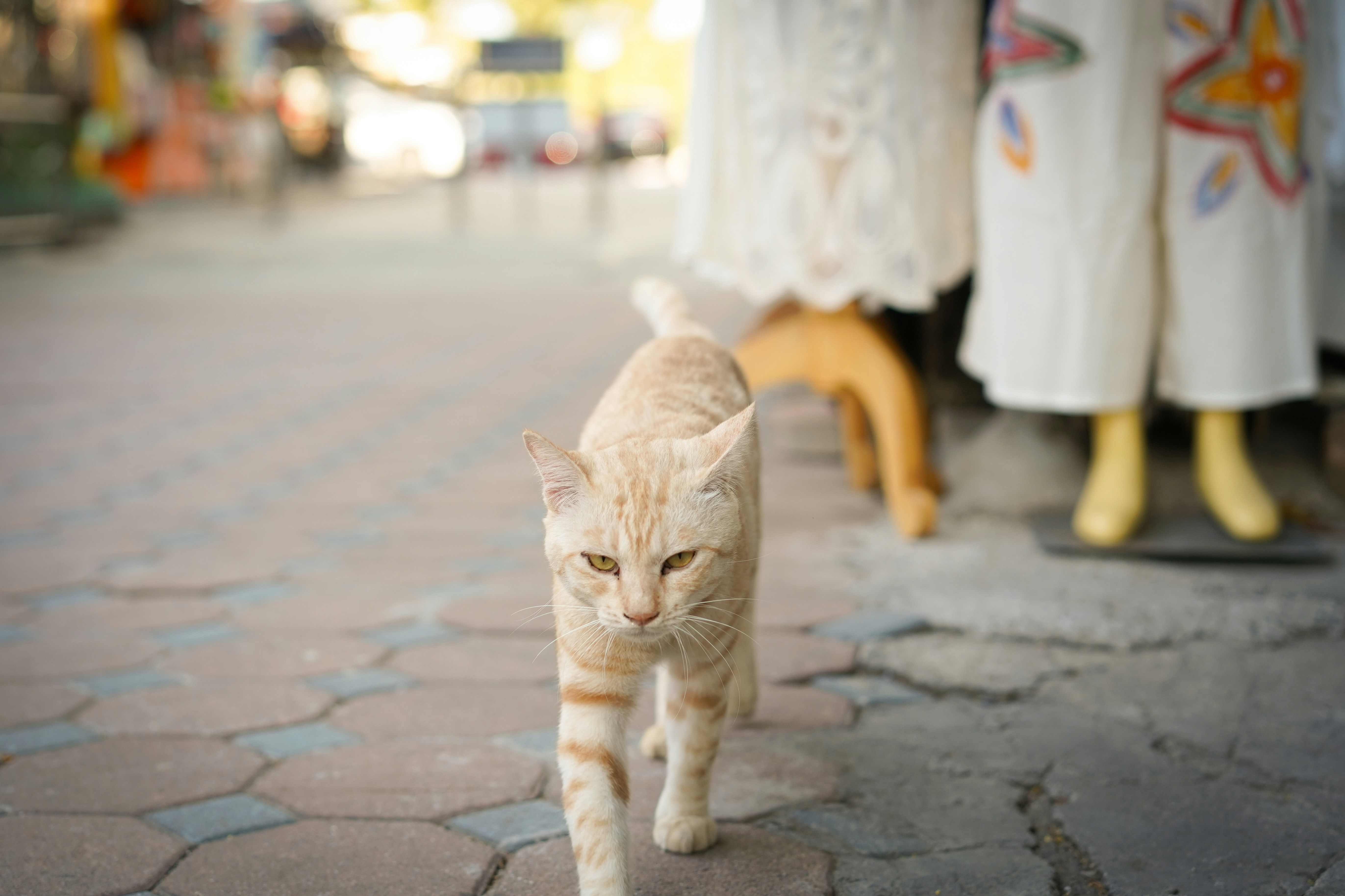 Sunlit Stride: A Ginger Cat Commands a Quiet Street