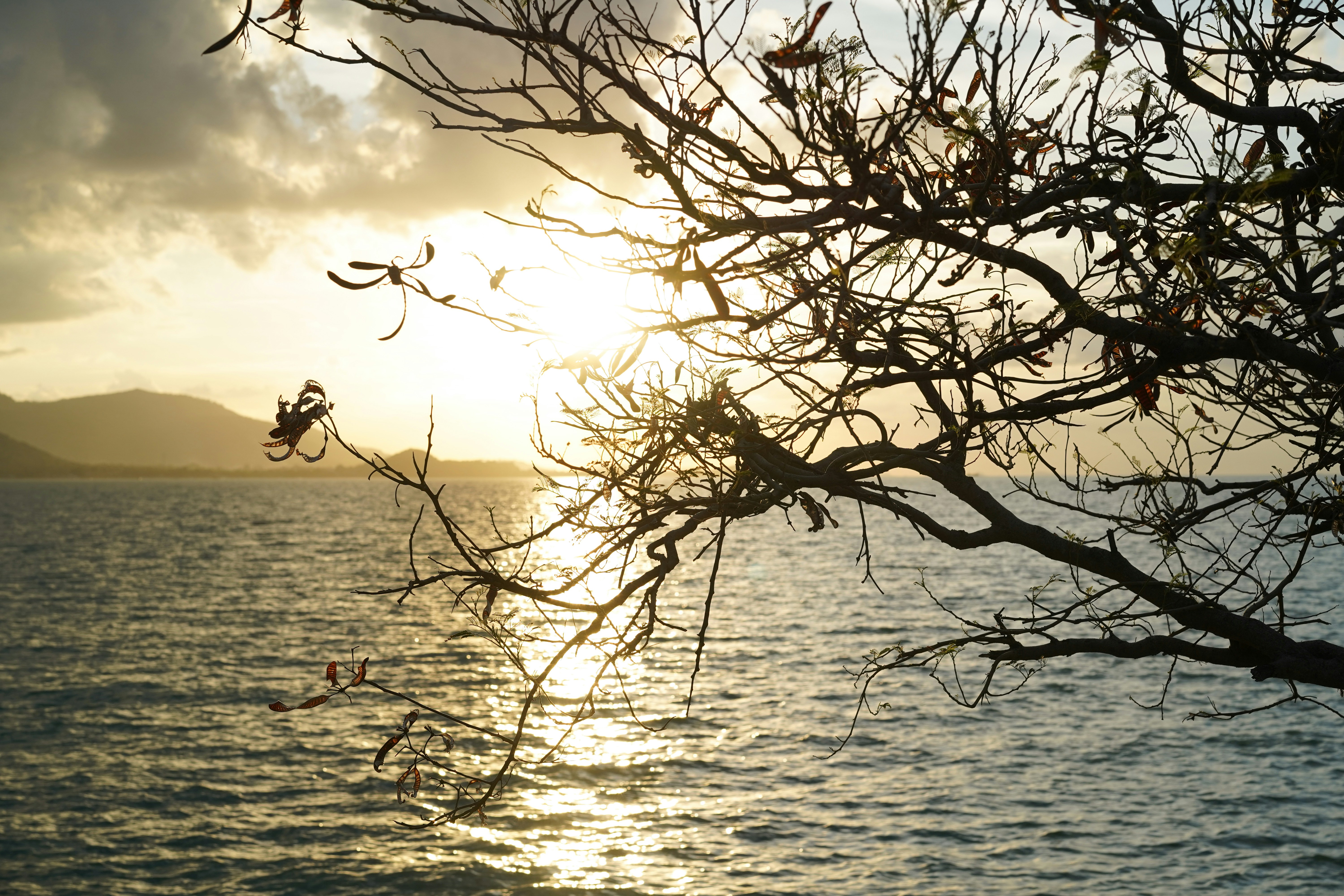 Branches Against a Golden Horizon over Quiet Waters
