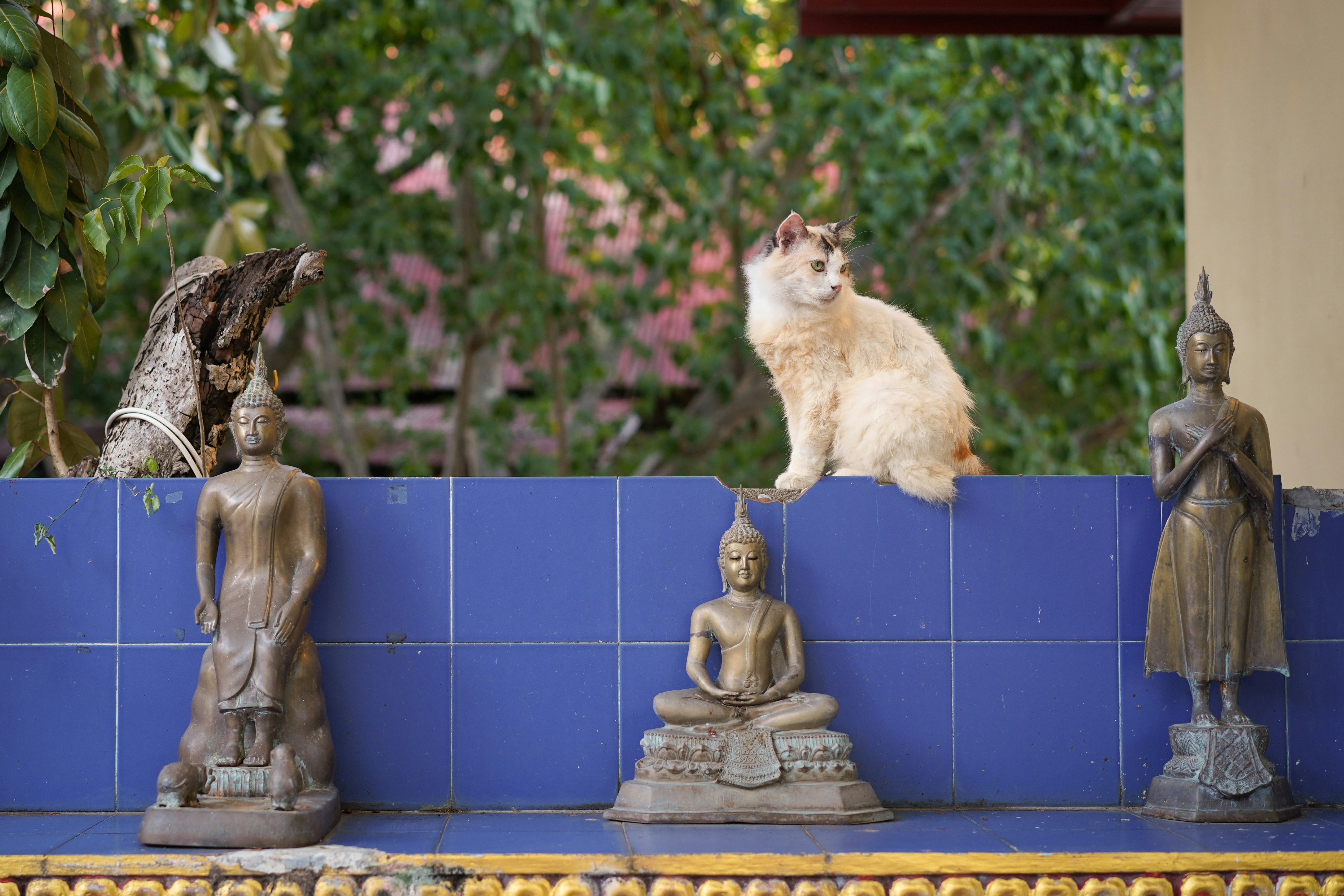 Cat on a Blue Tile Terrace with Meditative Statues
