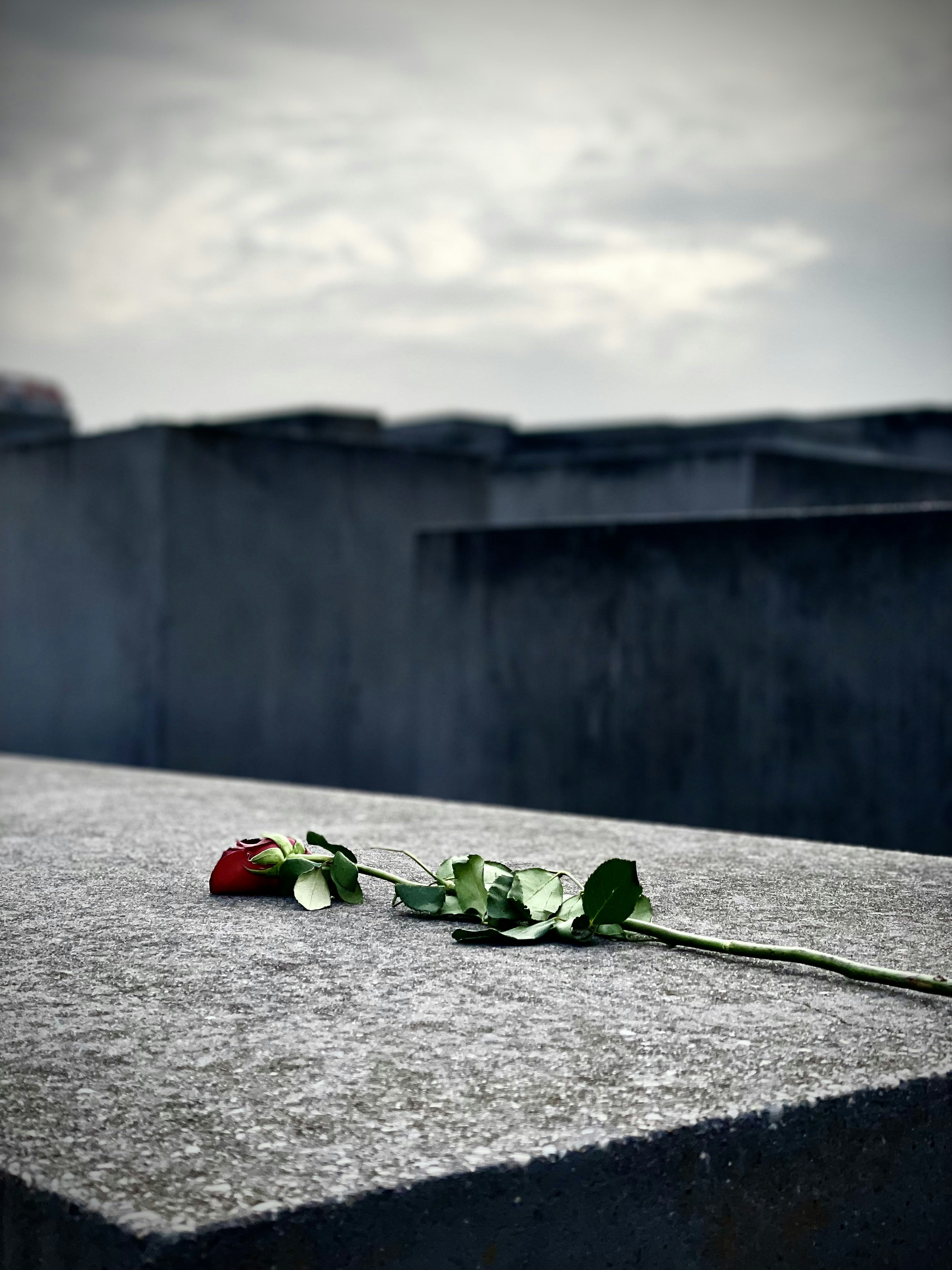 A solitary red rose resting on a concrete ledge above a dark, misty void