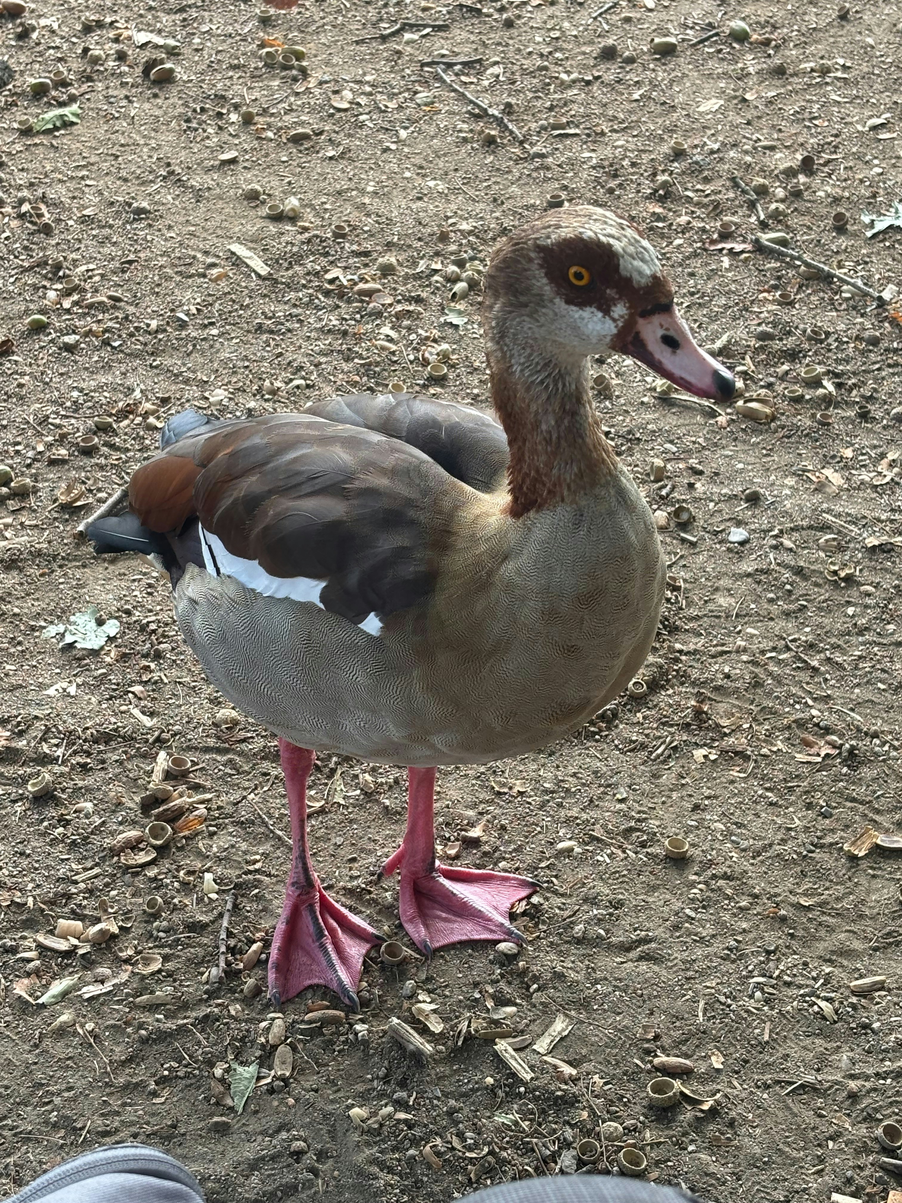 Coastal First Glimpse: A Pink-Legged Duck Stands on Gravel