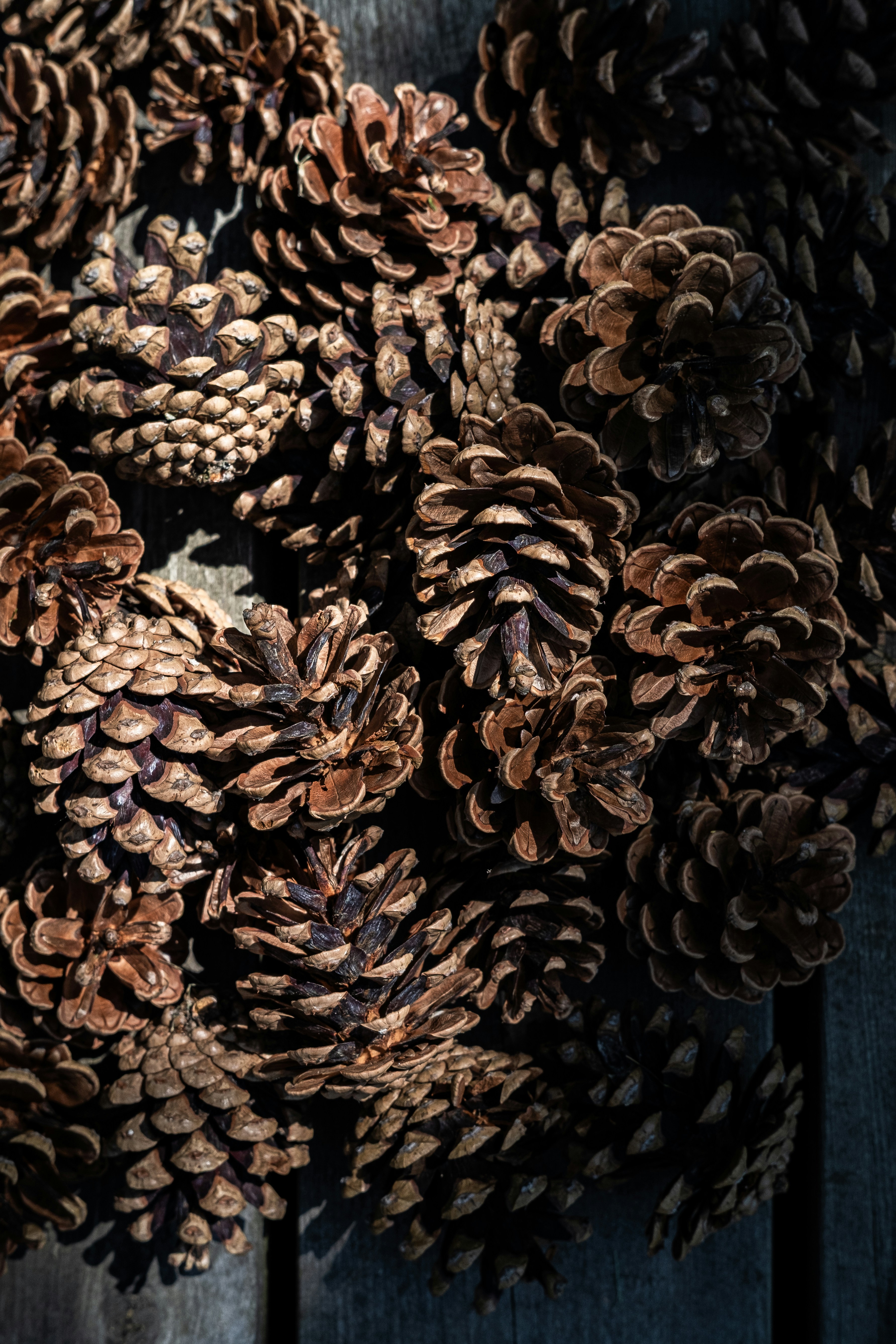 Pine Cone Mosaic: A Rustic Close-Up of Winter Texture