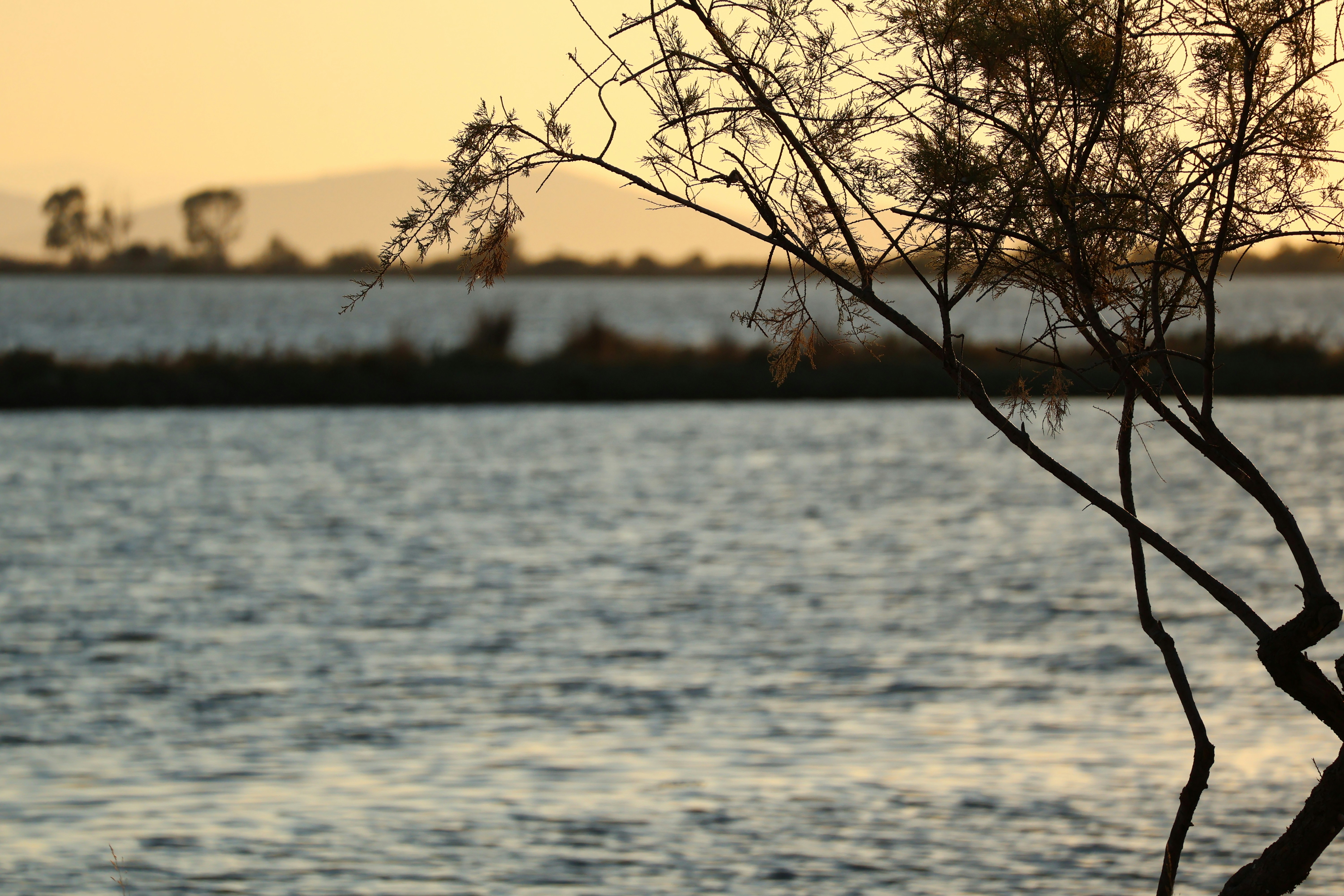 Sunset Slice: A Sparse Tree Reaches Over Quiet Waters