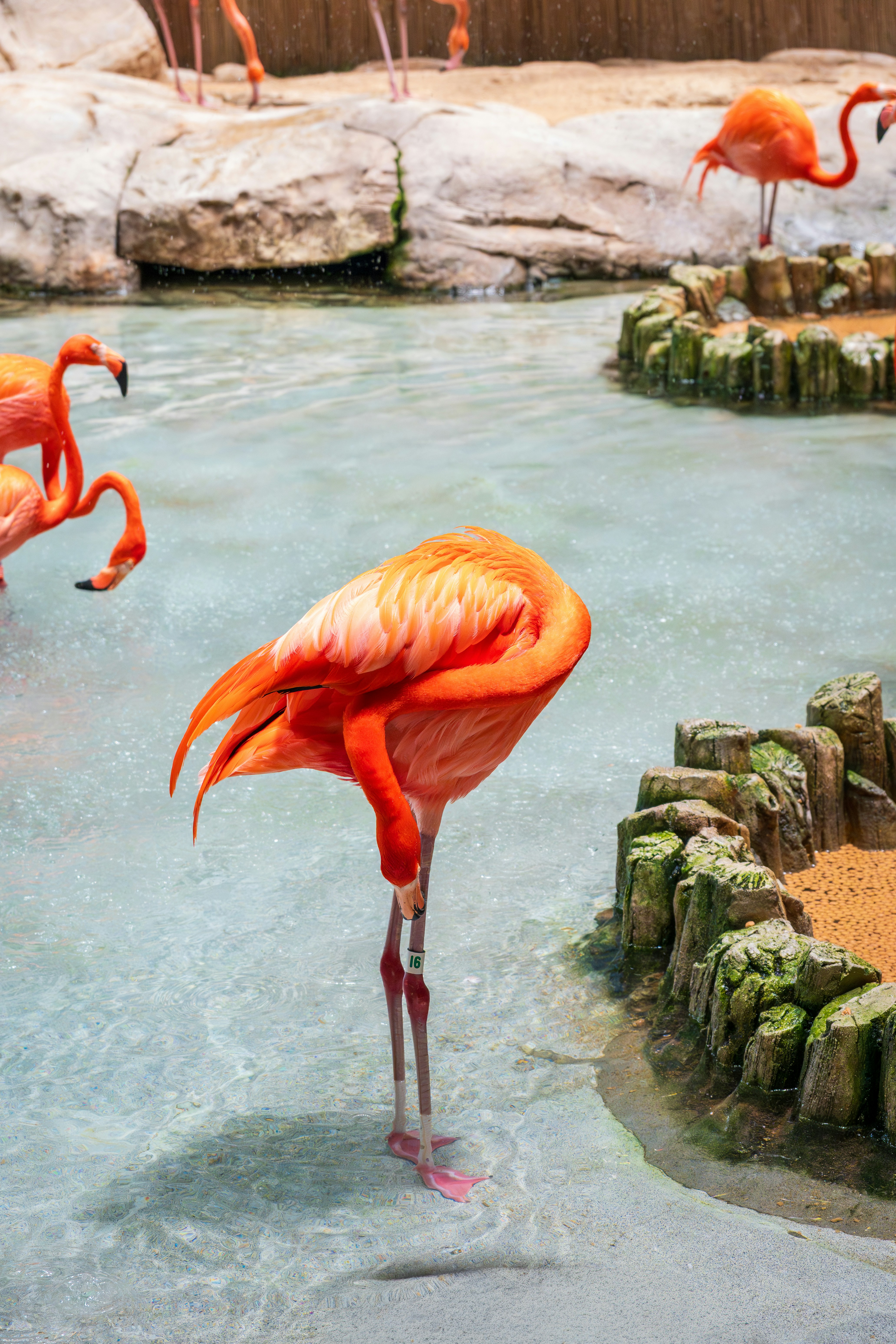 Mid-Display Flamingo: A solitary flamingo steadies in crystal water