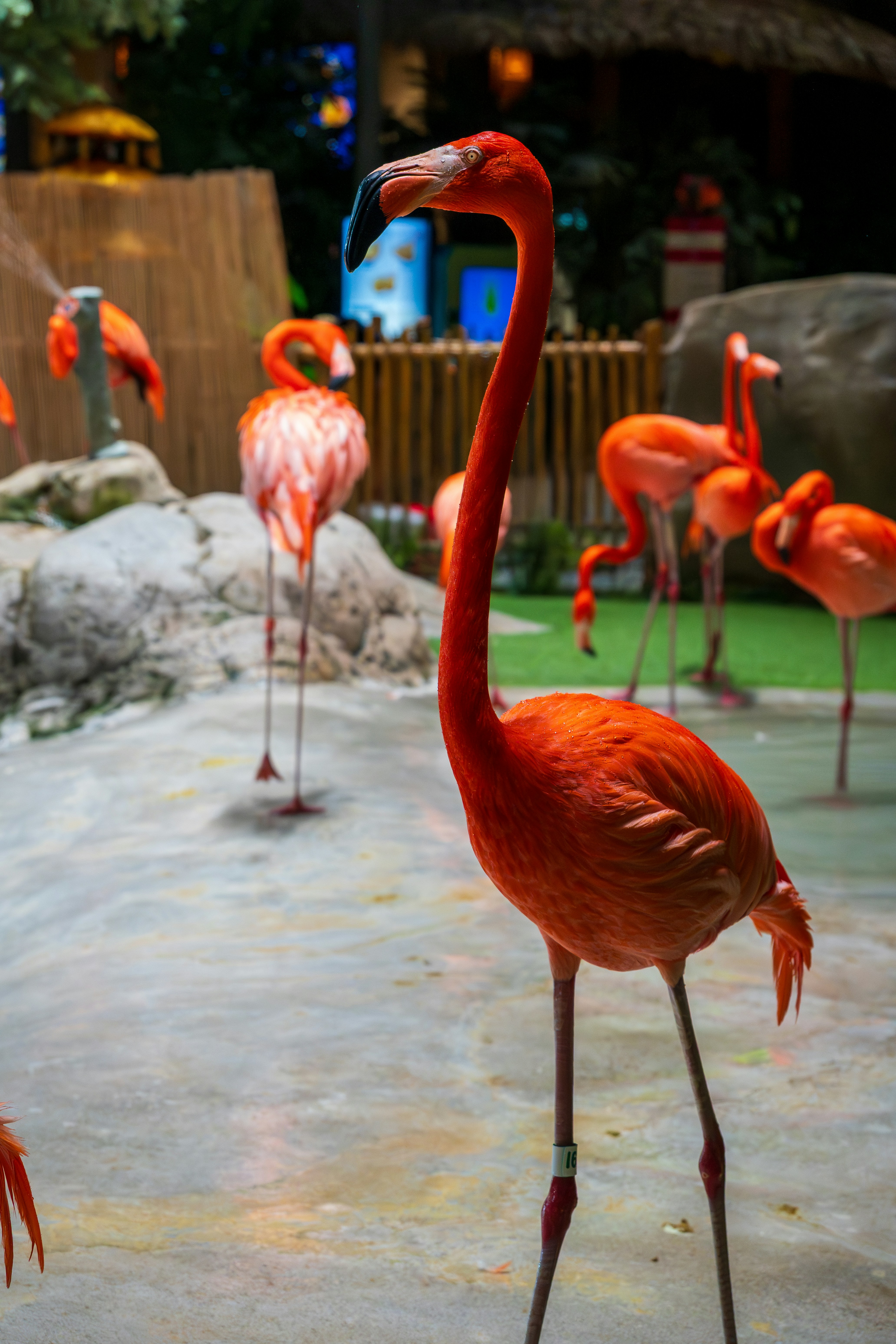 Red Flamingo Sentinel Amid an Ensemble of Coral Hues