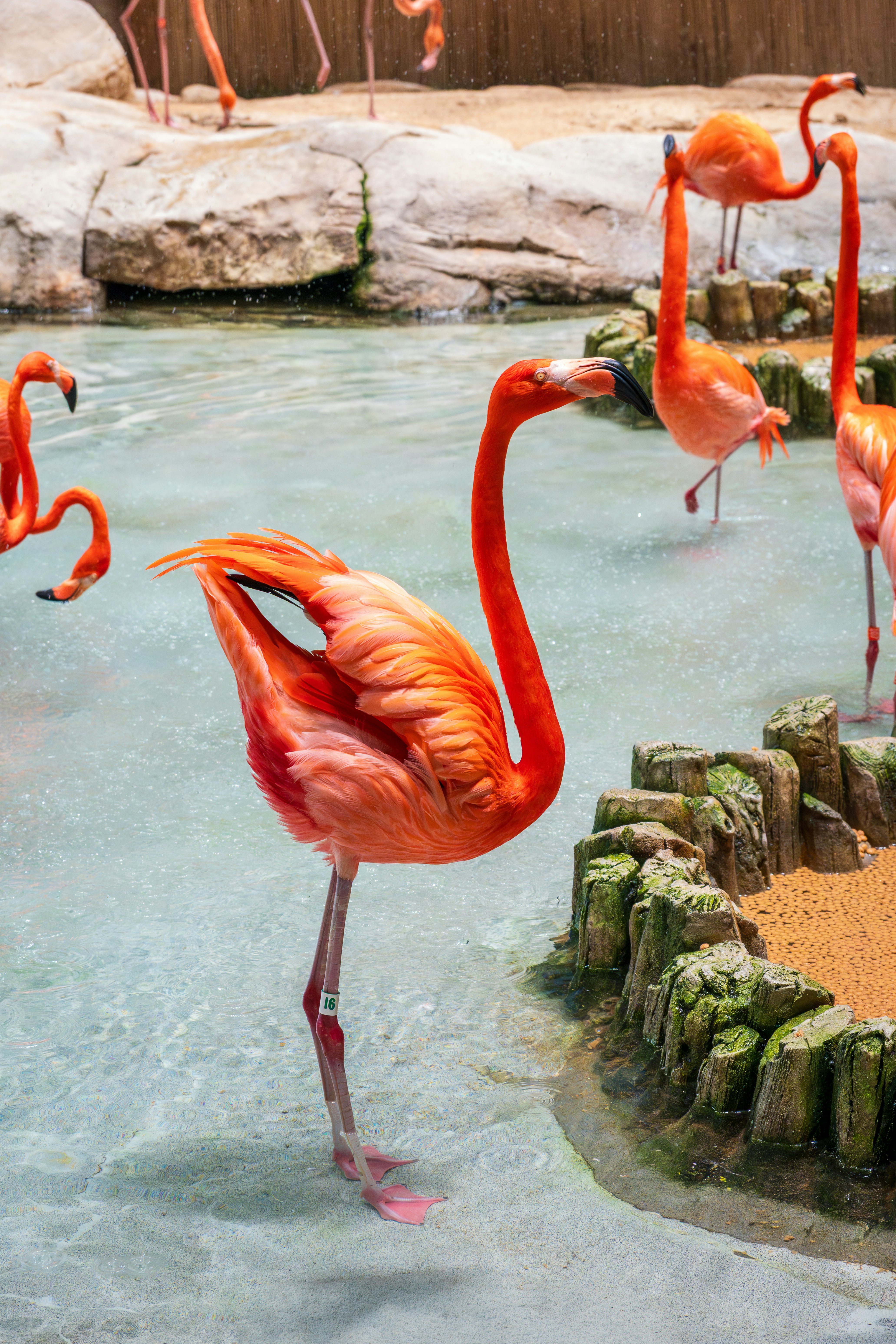 Bright flamingos wade and preen in a shallow lagoon with rocky outcrops and turquoise water.