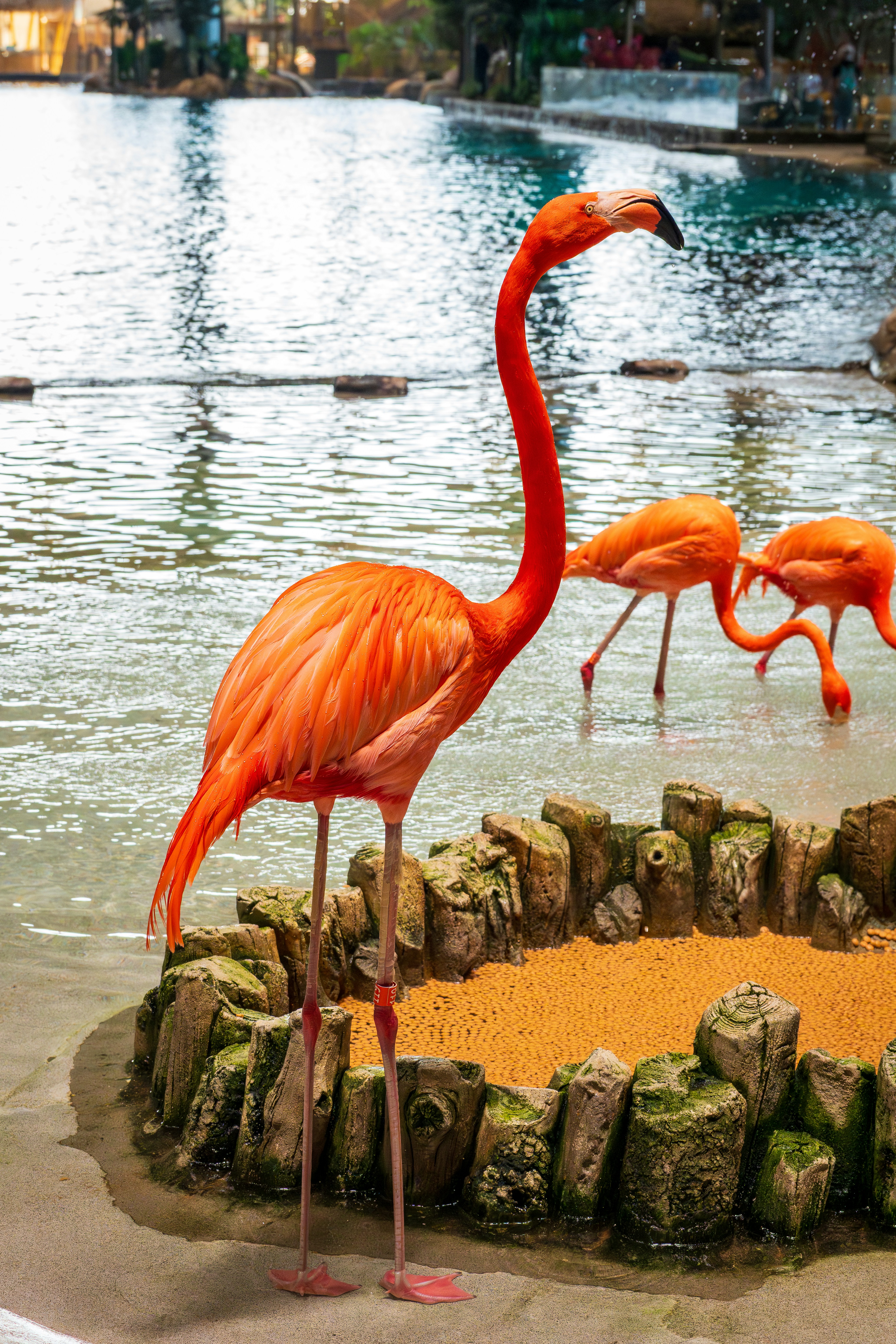 Vibrant flamingos stand by a sunlit pond with one tall bird in the foreground and others in the background near a rocky barrier.