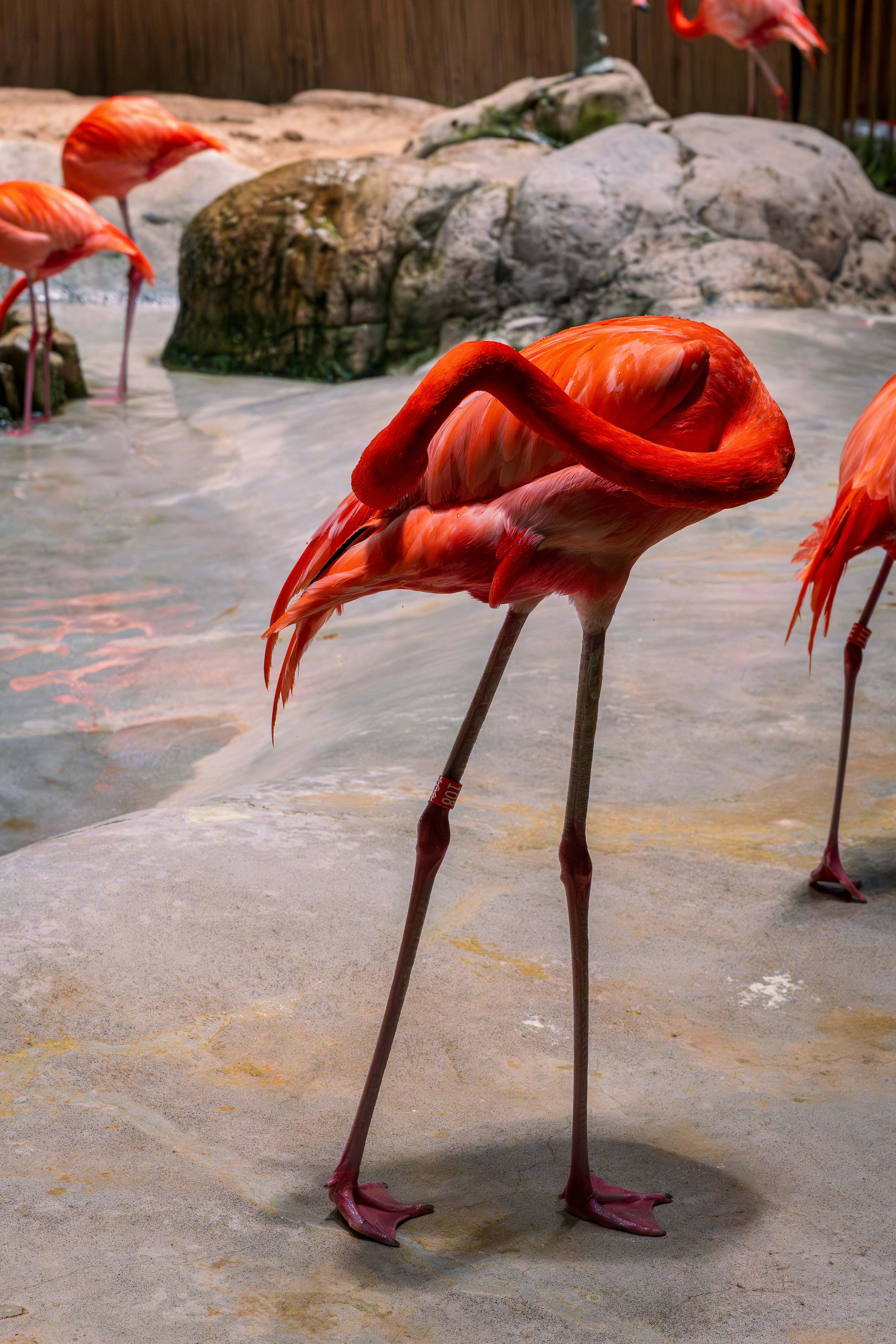 Crimson Flamingo in Profile: A Stemming Gaze Across the Rock Pool