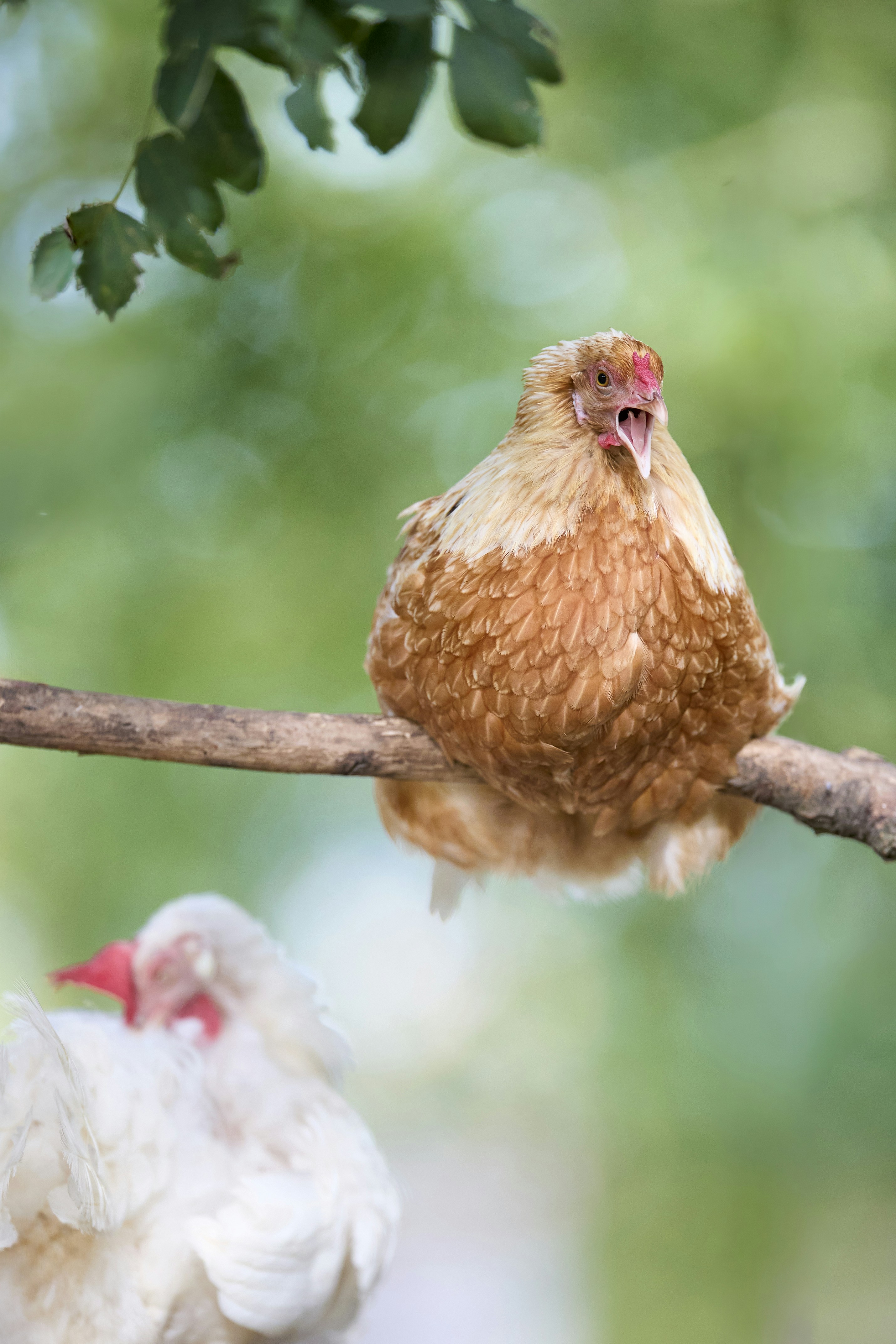 Orange hen on a branch: a close-up moment in a sunlit garden