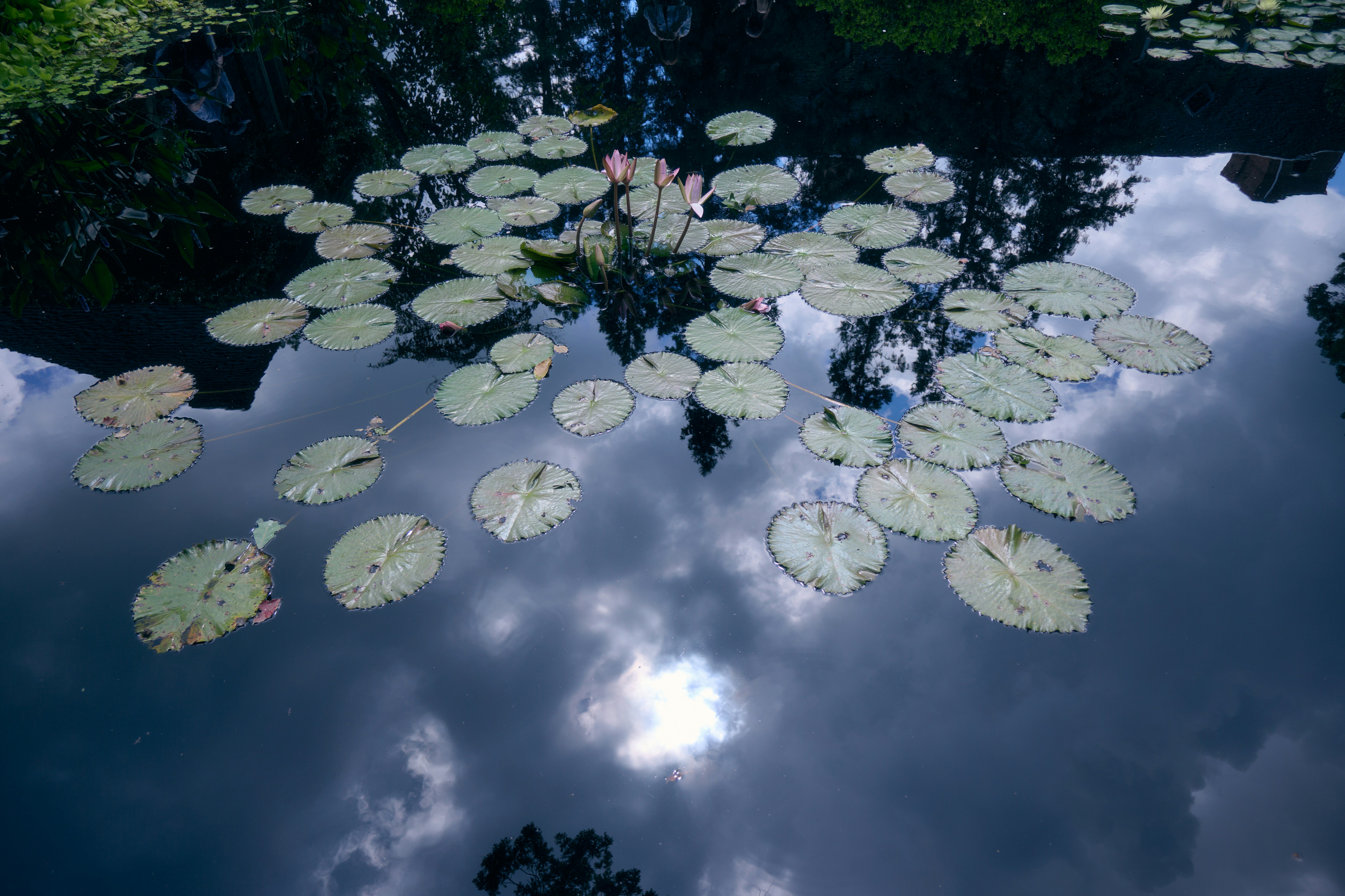 Lily pads float on a calm pond, with a mirrored sky and surrounding trees visible on the water surface.