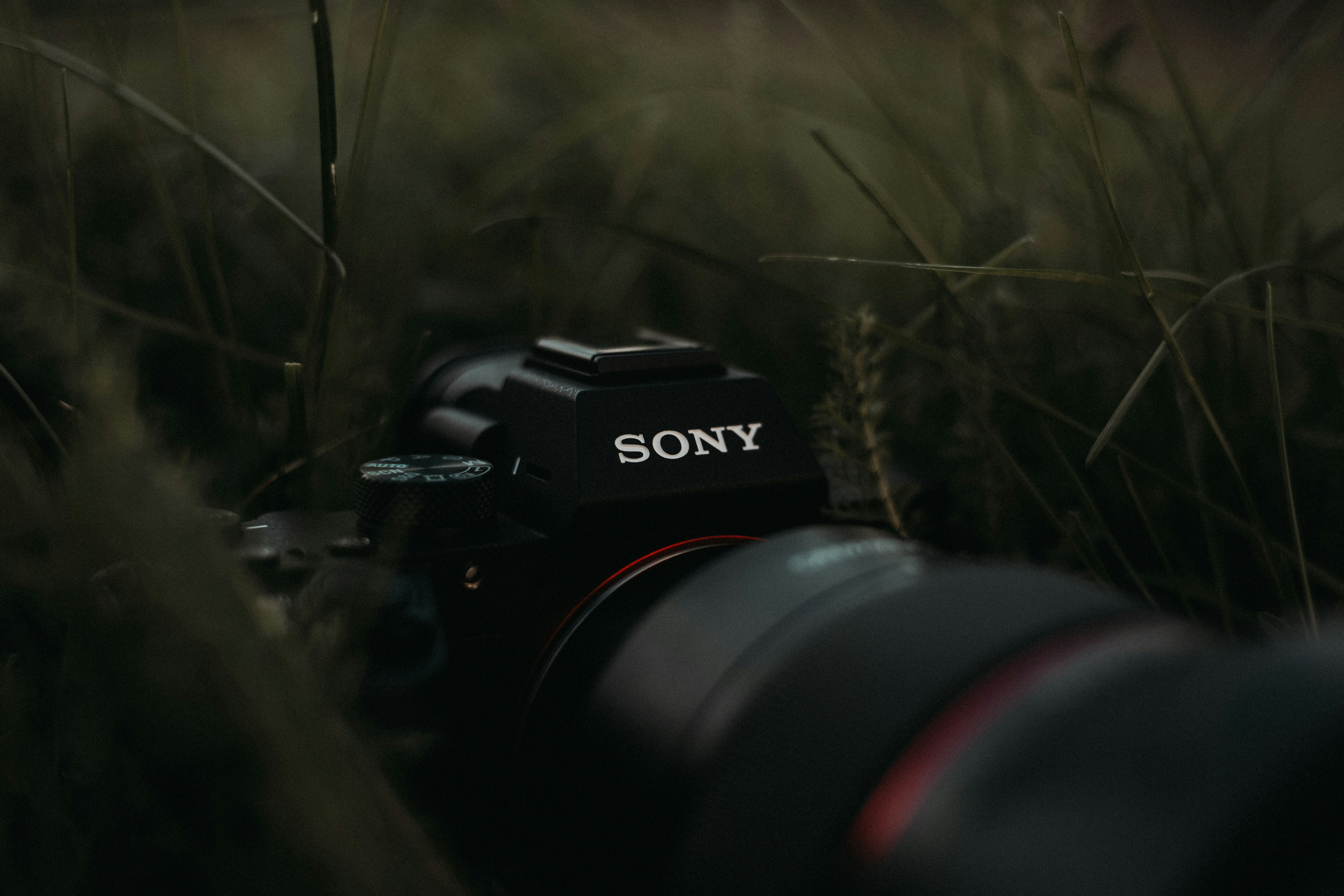 Low-Light Focus: A Sony DSLR Hidden in the Grass