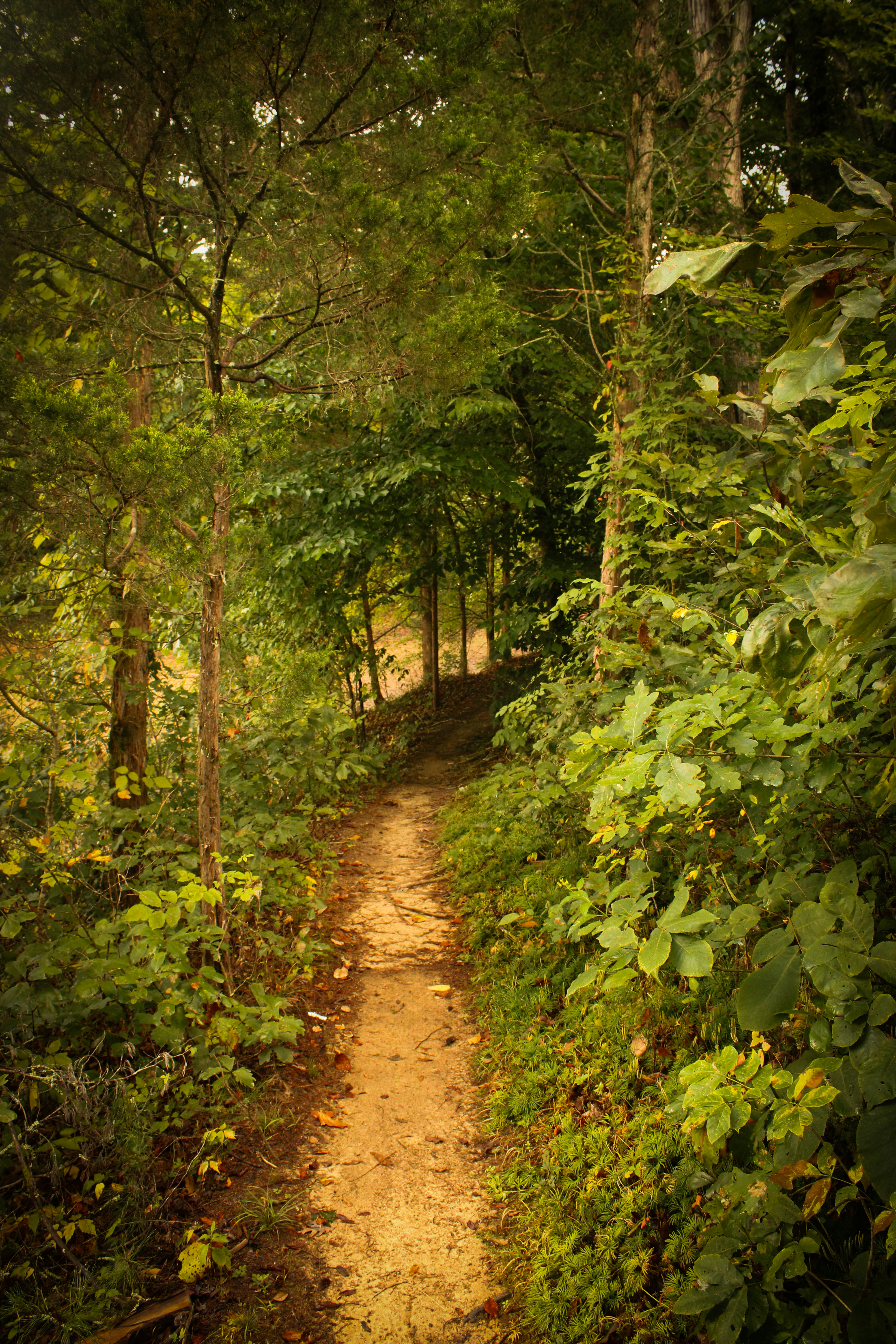 Dusty Woodland Path Winding Toward Dappled Light
