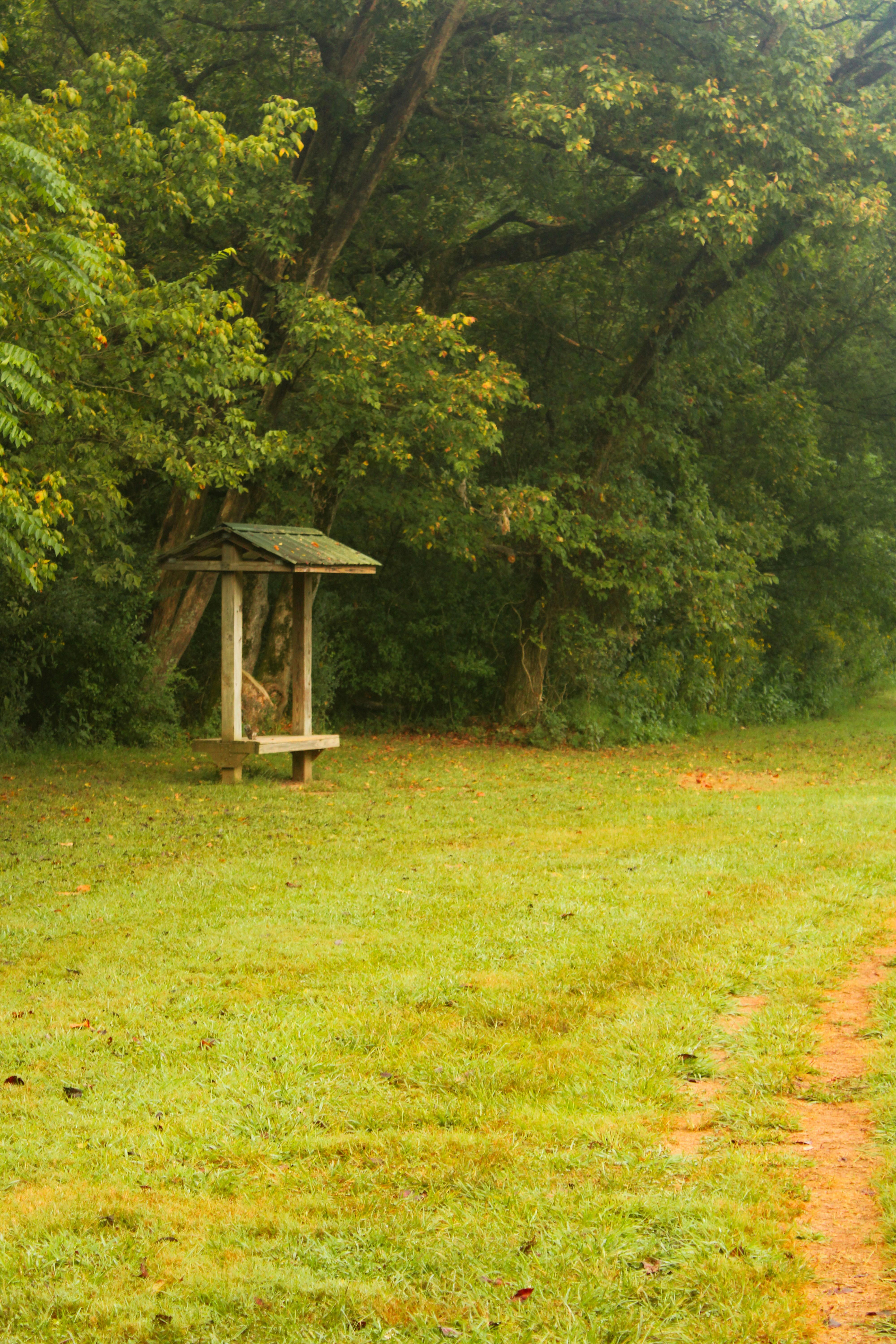 Quiet Woods Shelter: A Lone Bench Beneath Autumnal Greenery