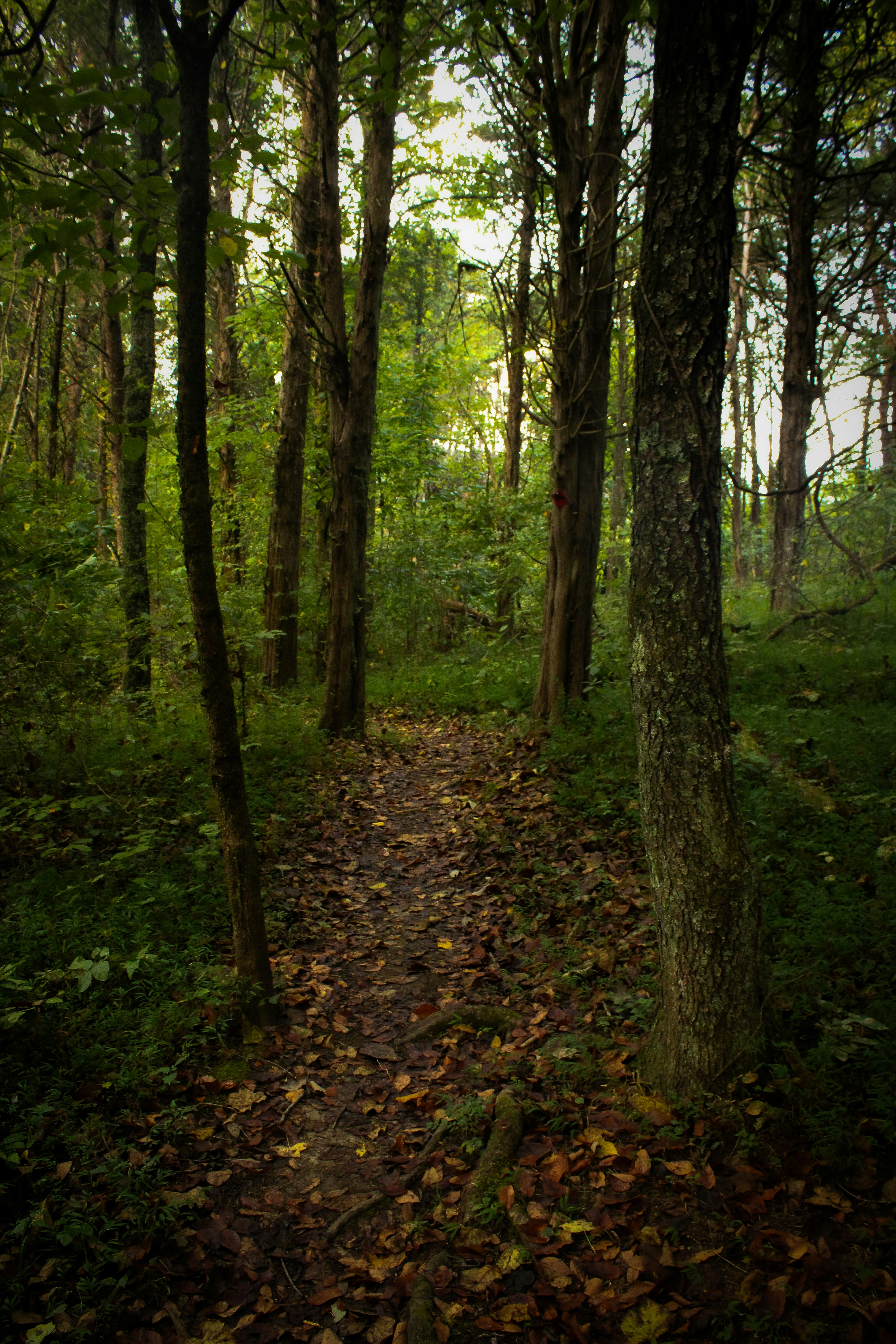 Emerald Corridor: A Sunlit Path Through a Quiet Forest