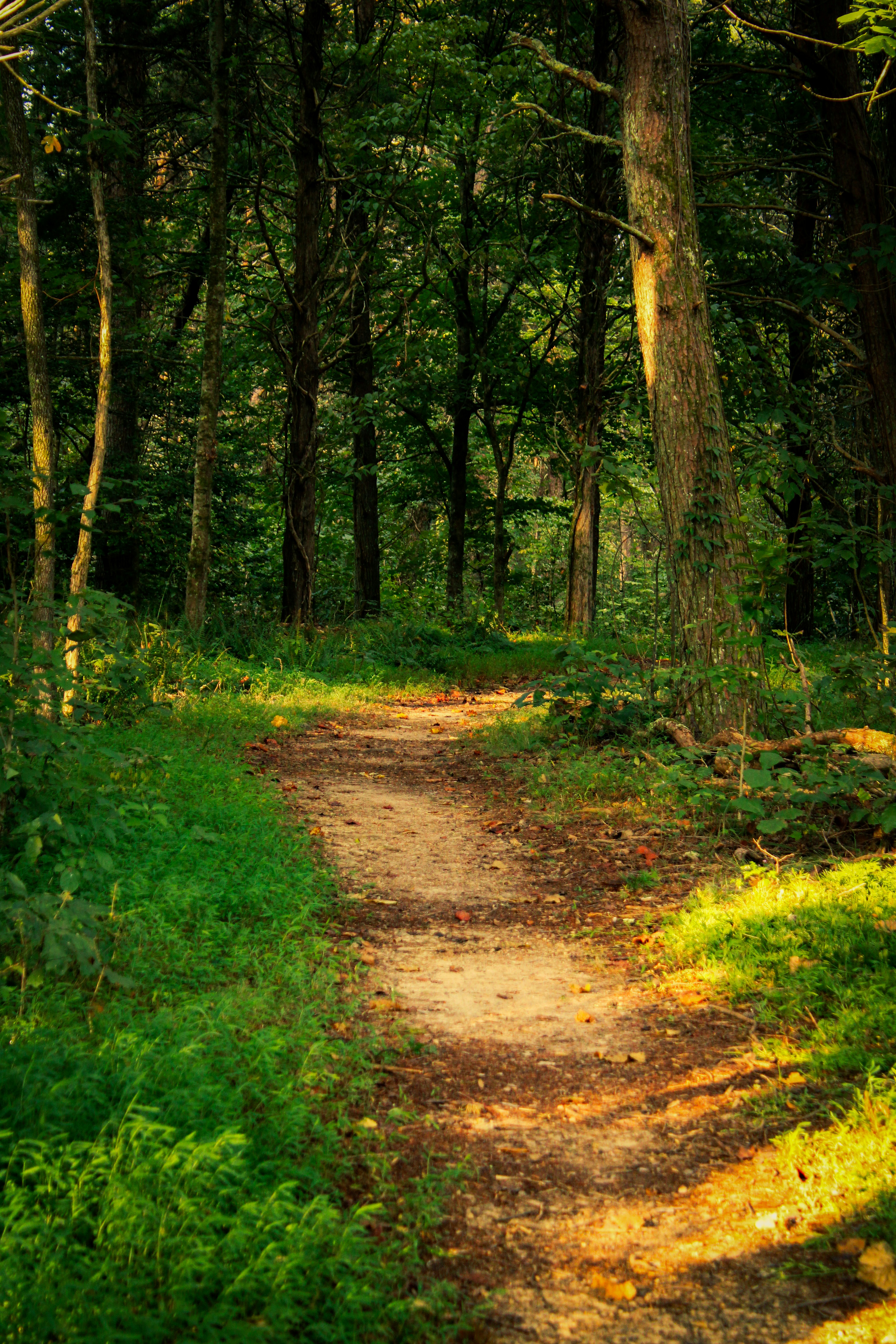 Sunlit Forest Path: A Quiet Walk Through Dappled Green