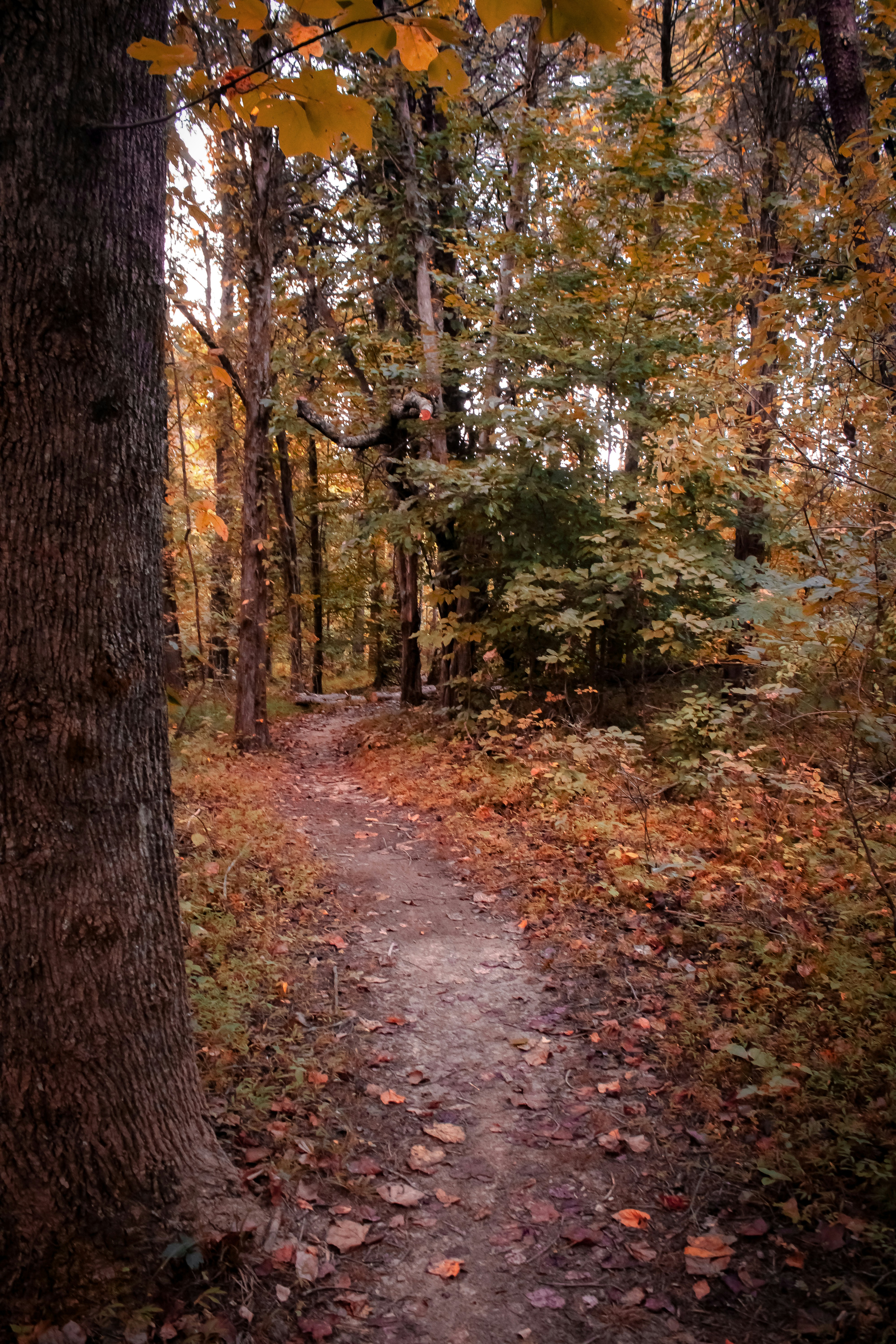Autumn Trail Through the Whispering Woods