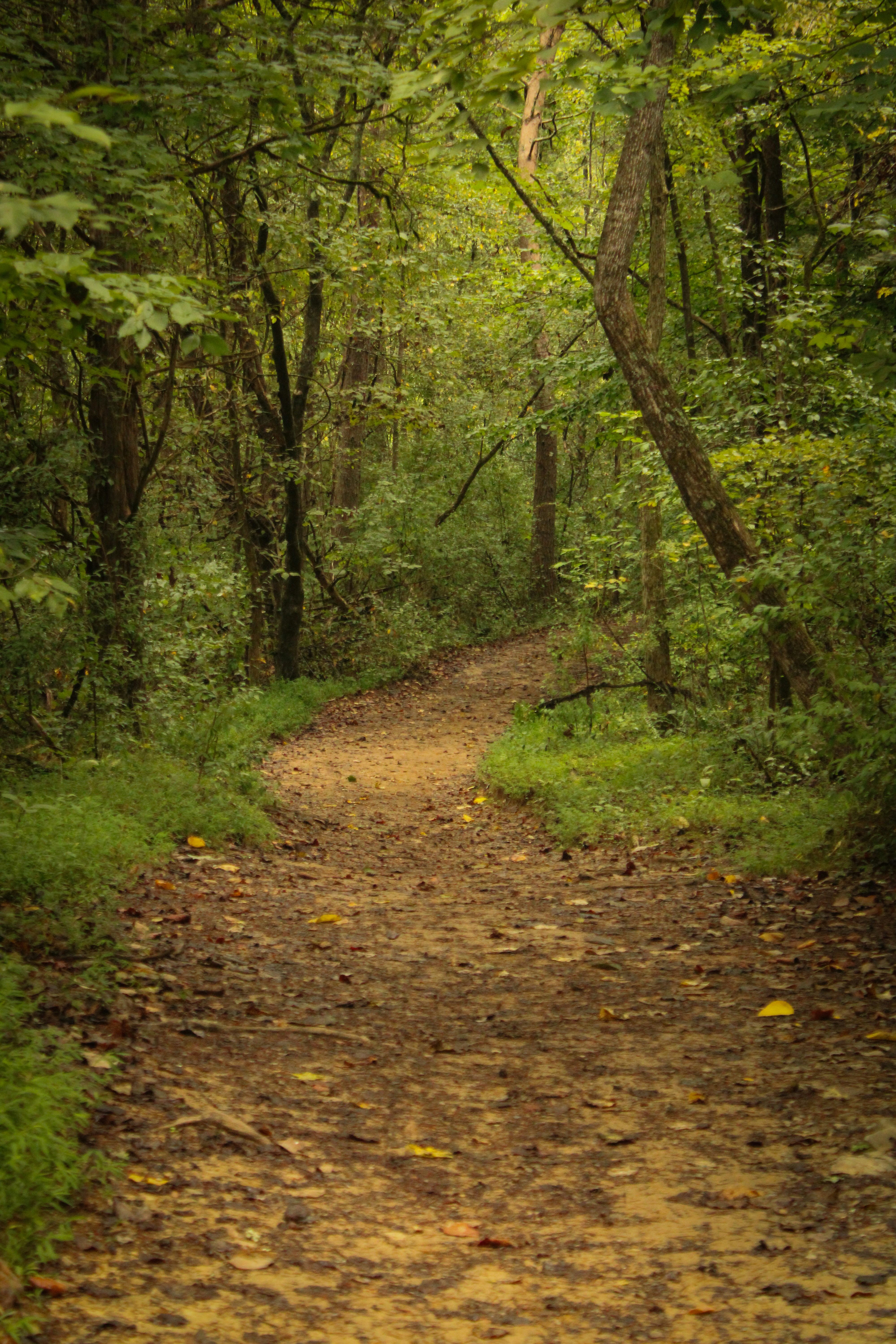 Midway Through the Canopy: A Quiet Forest Trail