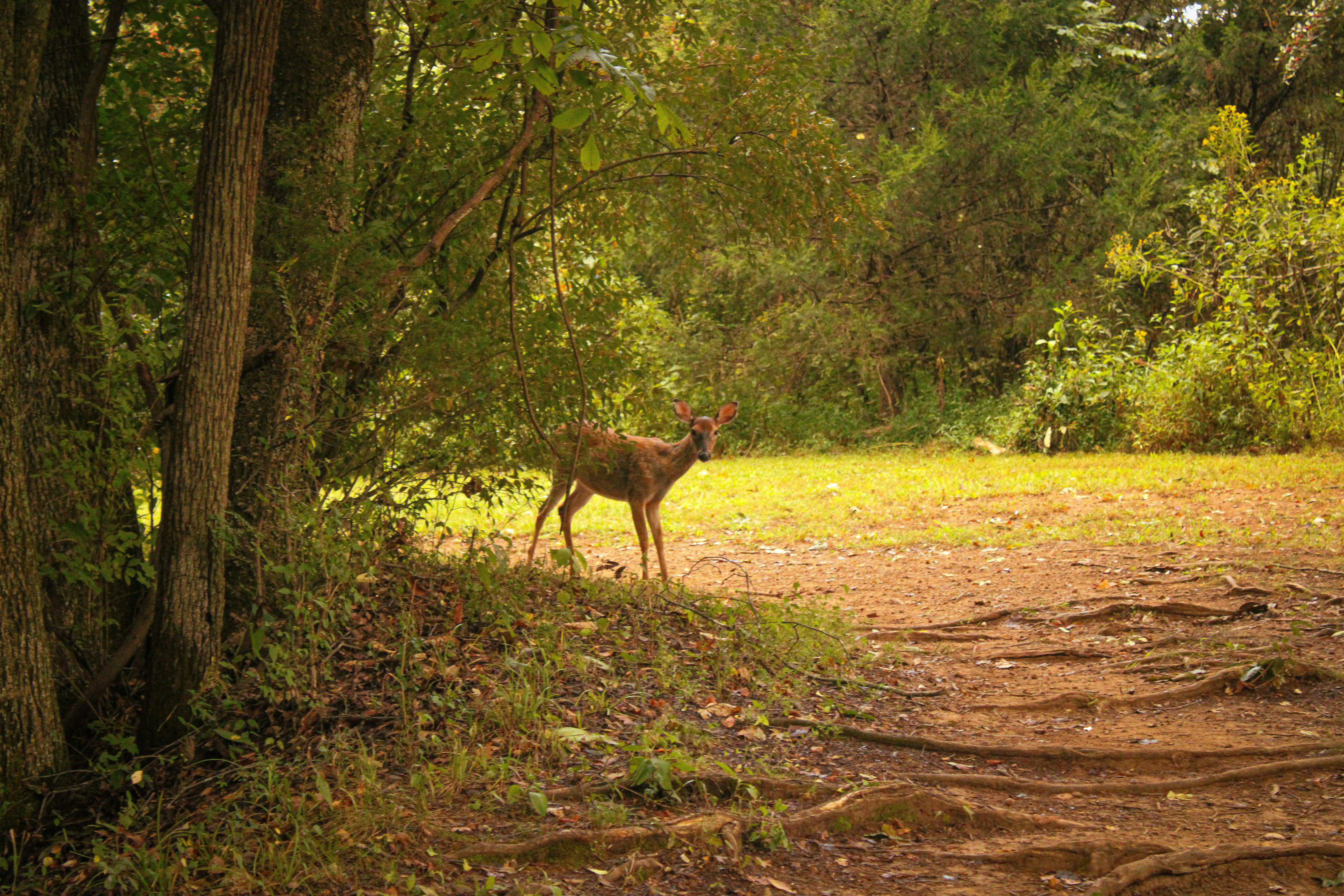 Whispering deer on a sunlit woodland path
