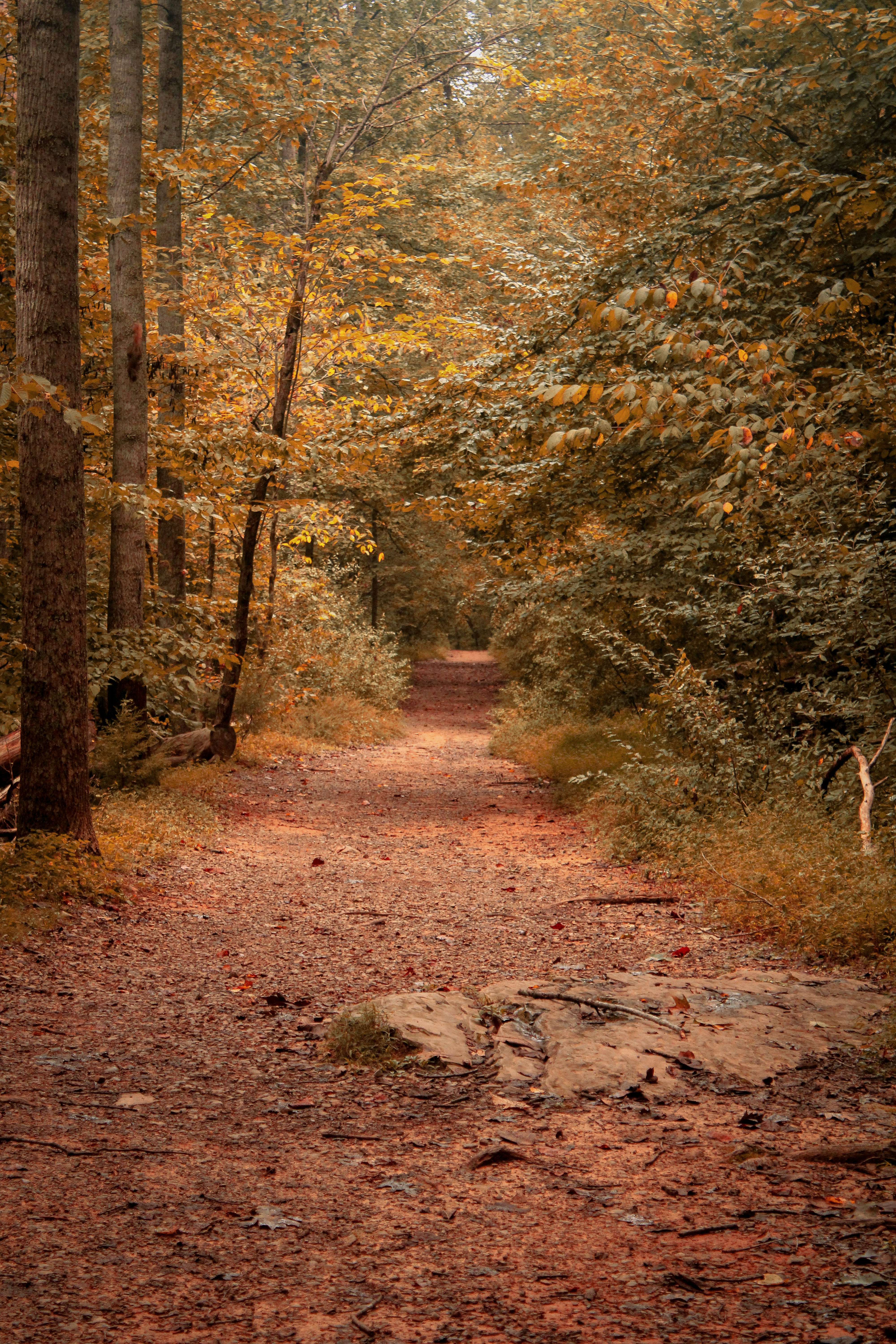 Autumn Pathway: A Quiet Corridor of Leaves and Light
