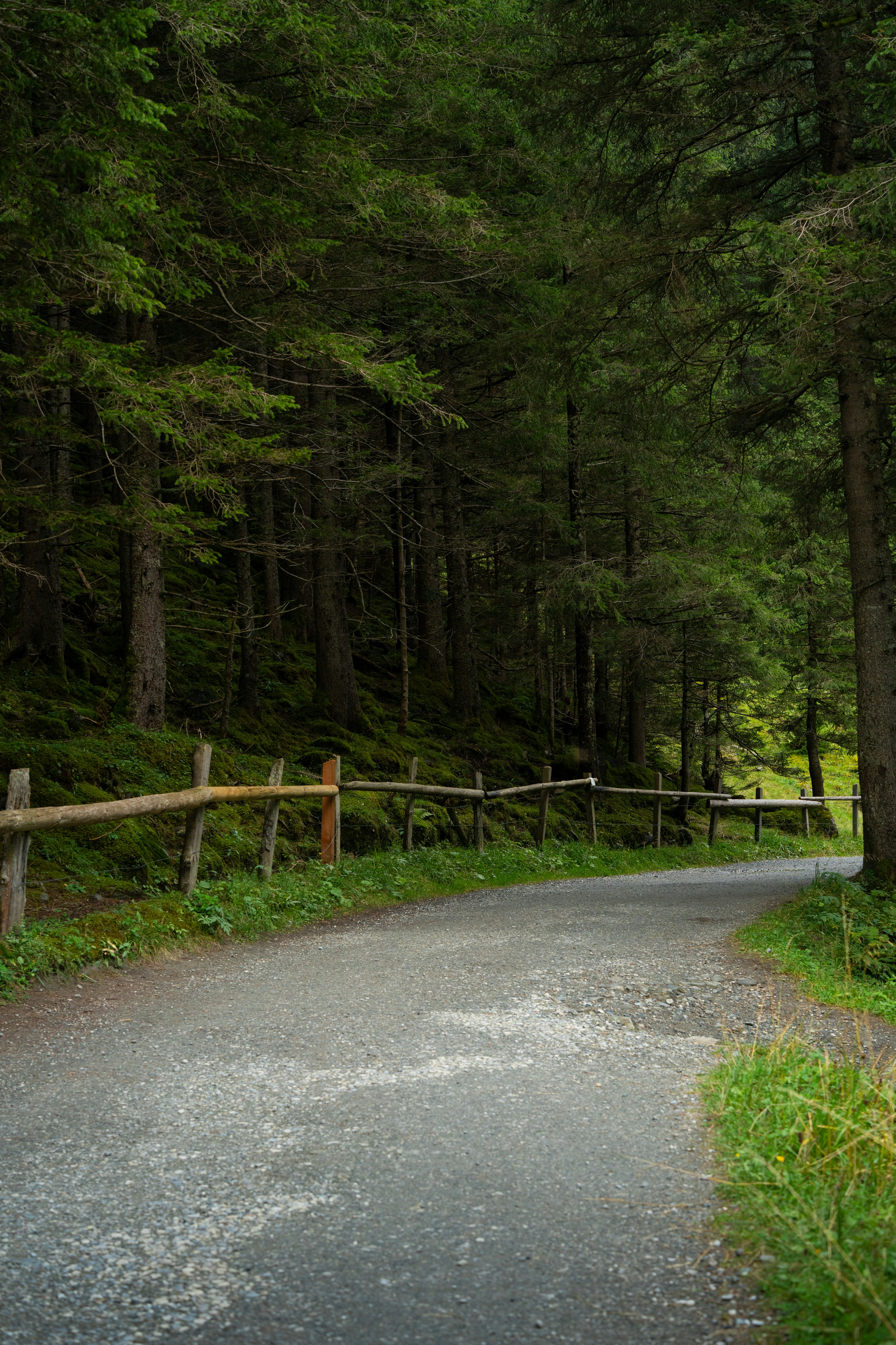 Forest Lane with Weathered Fencing: A Quiet Path Through Conifer Glade