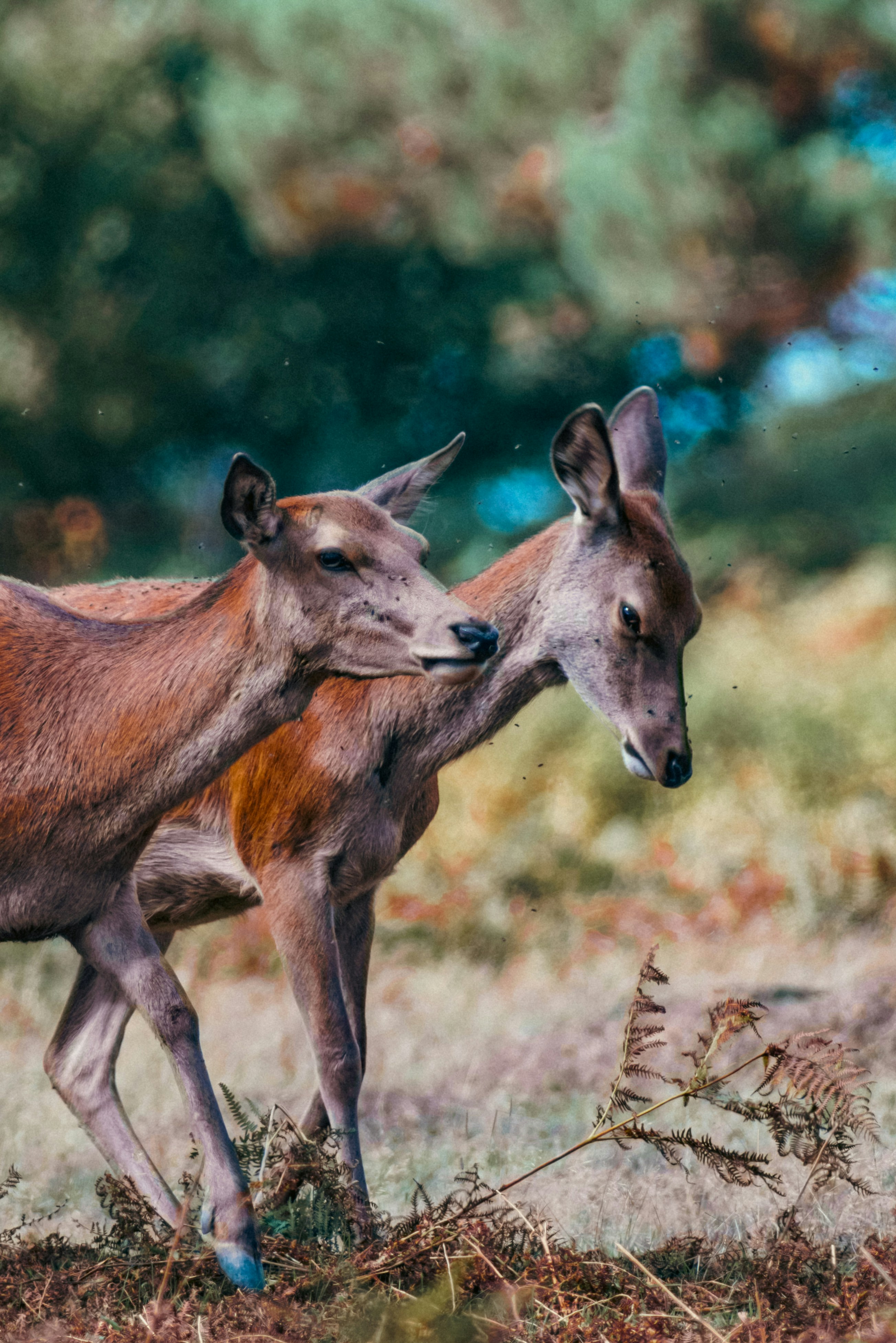 Two Prancing Deer Share a Quiet Moment in a Sunlit Meadow