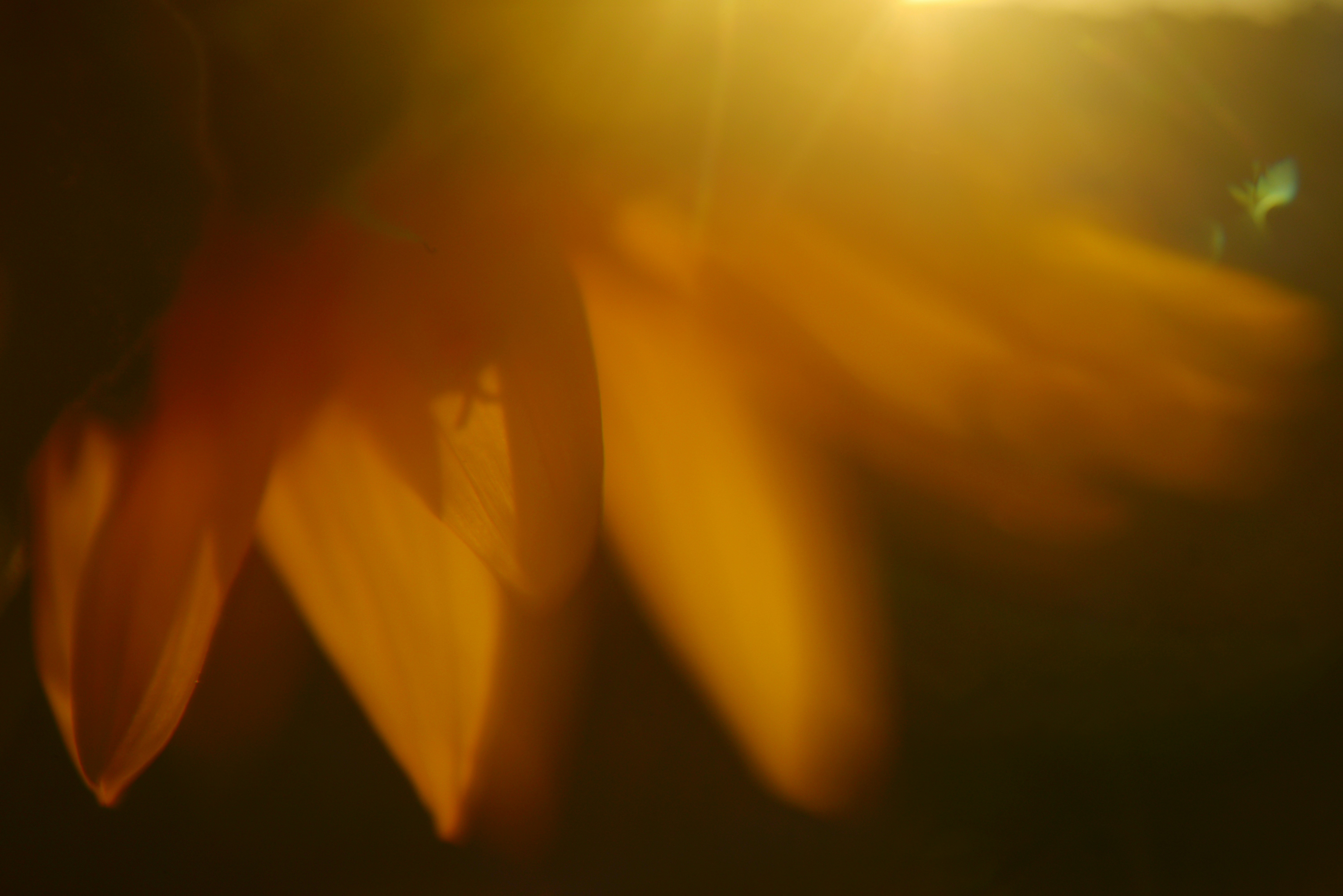 Golden Petals in Soft Backlight