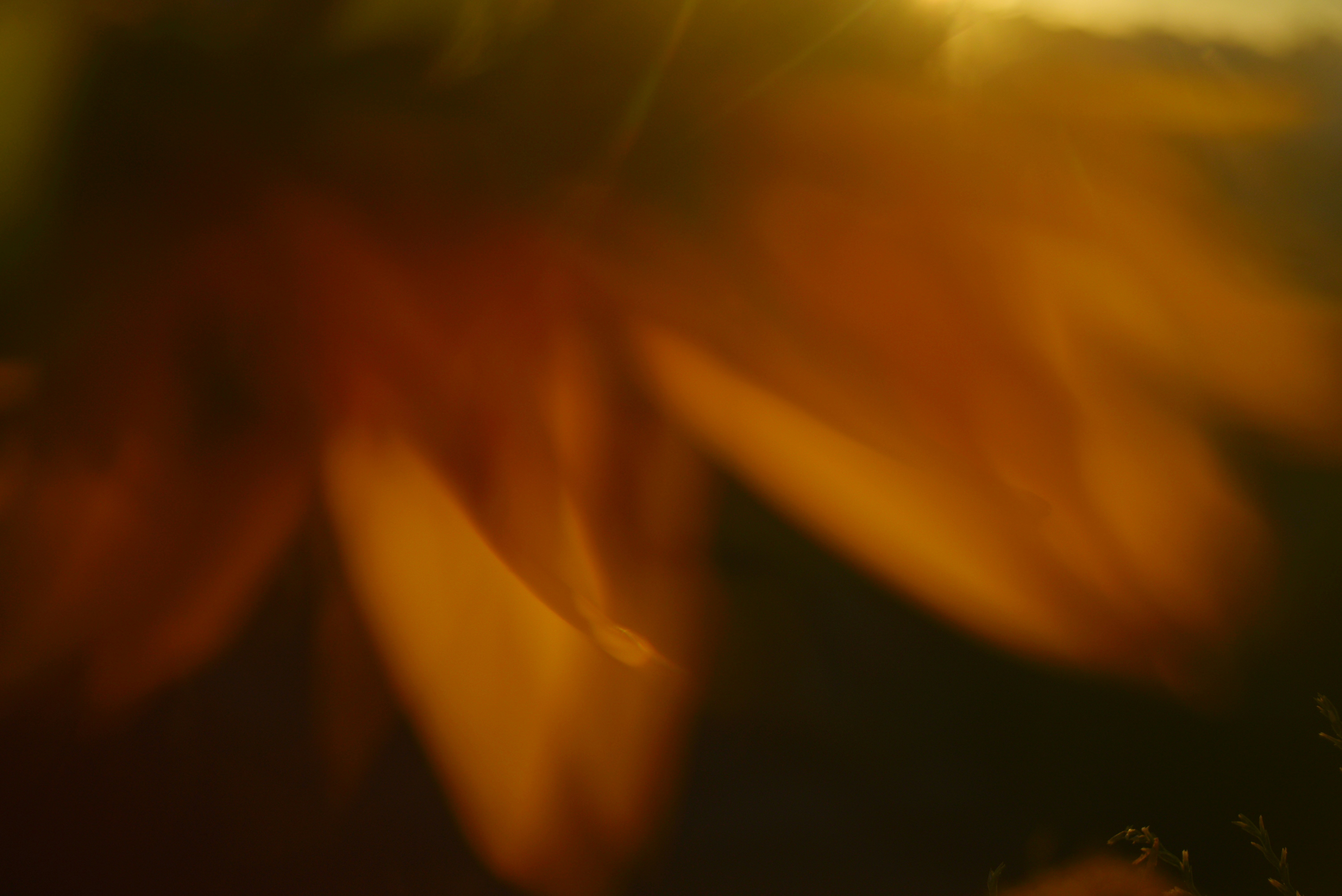 Autumn Blur: Close-Up of Leaves in Warm Night Light