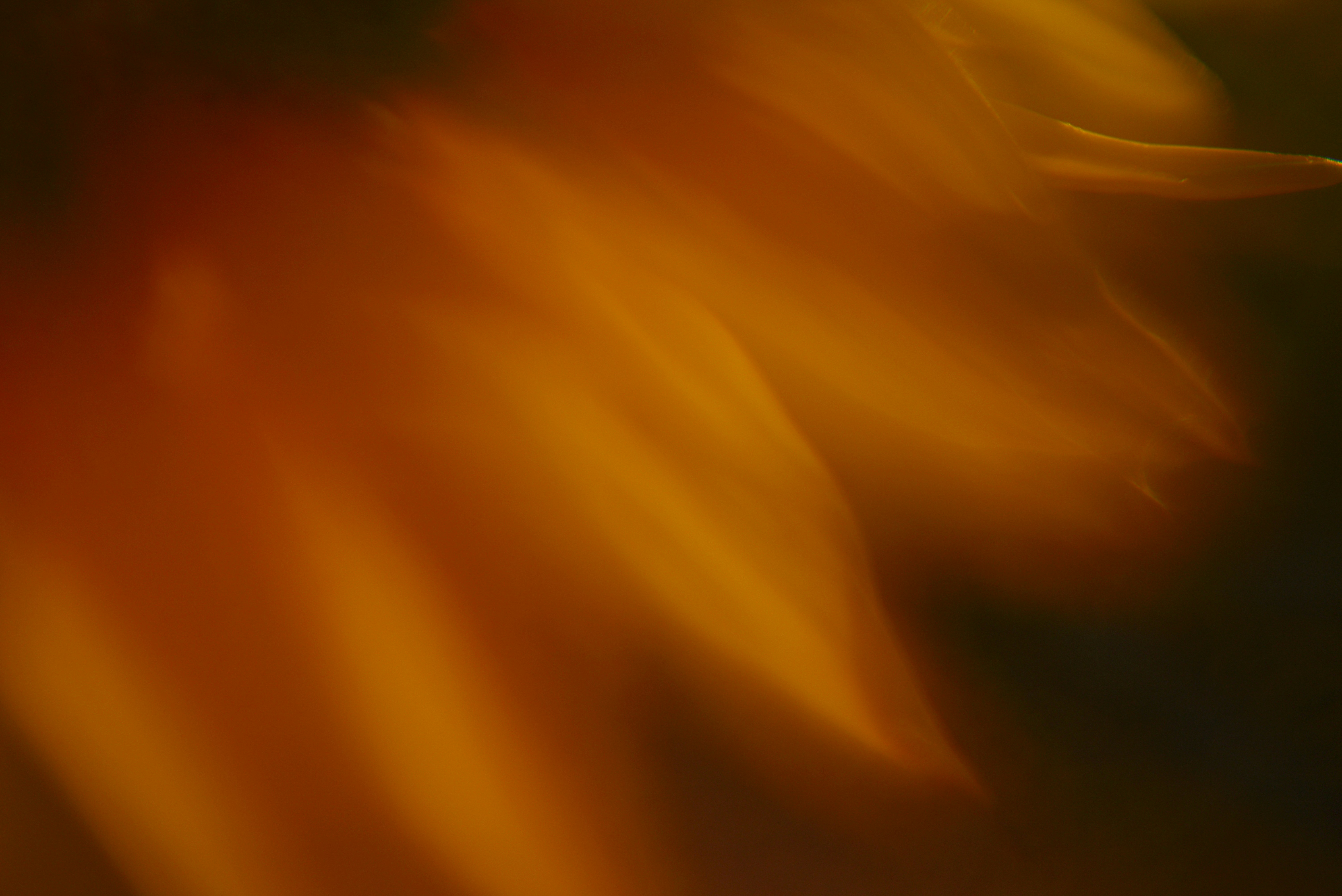 Golden Blur: A Warm Motion Portrait in Amber Tones