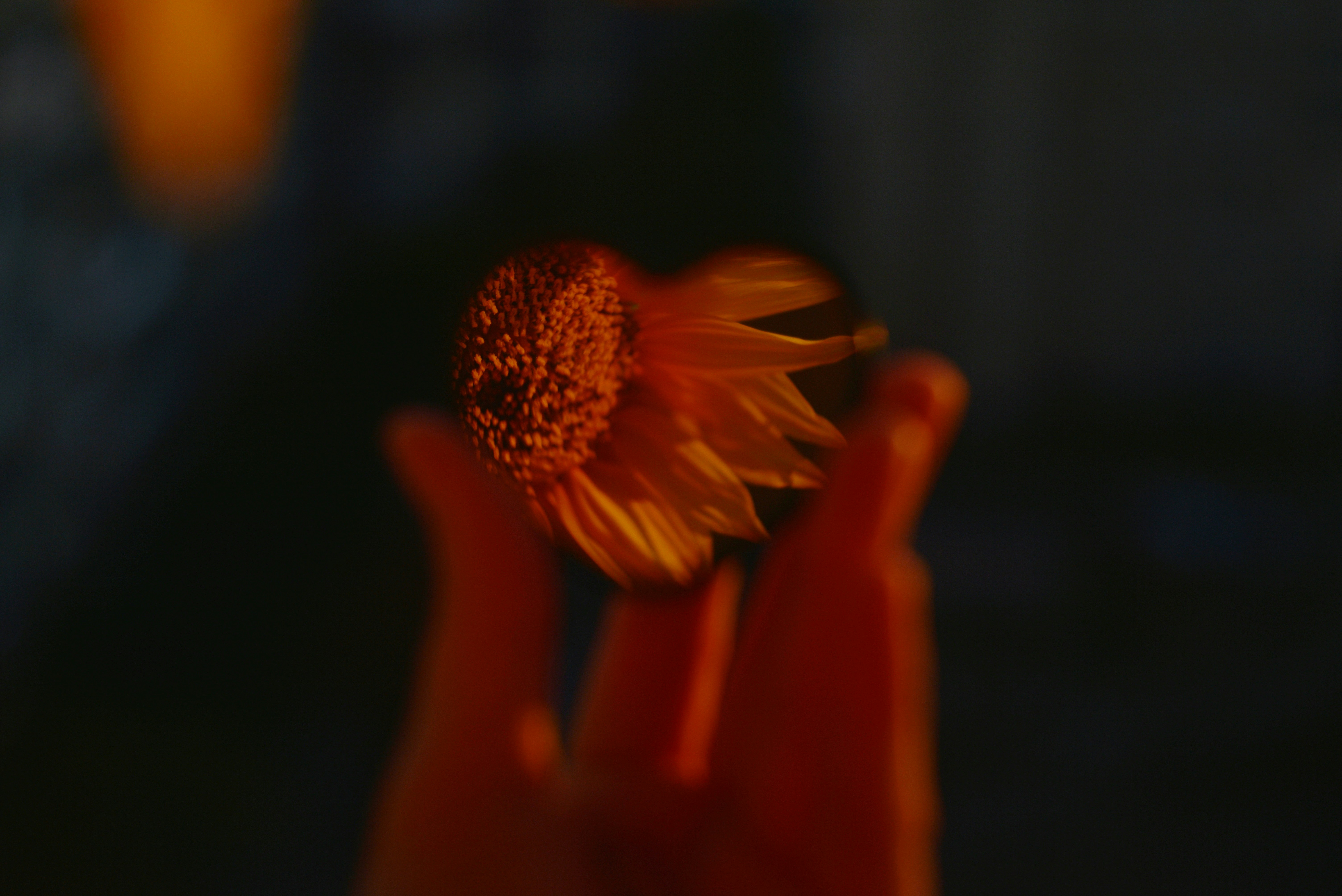 Dimly Lit Petals: A Ember-Hued Bloom in Focus Amid Shadows