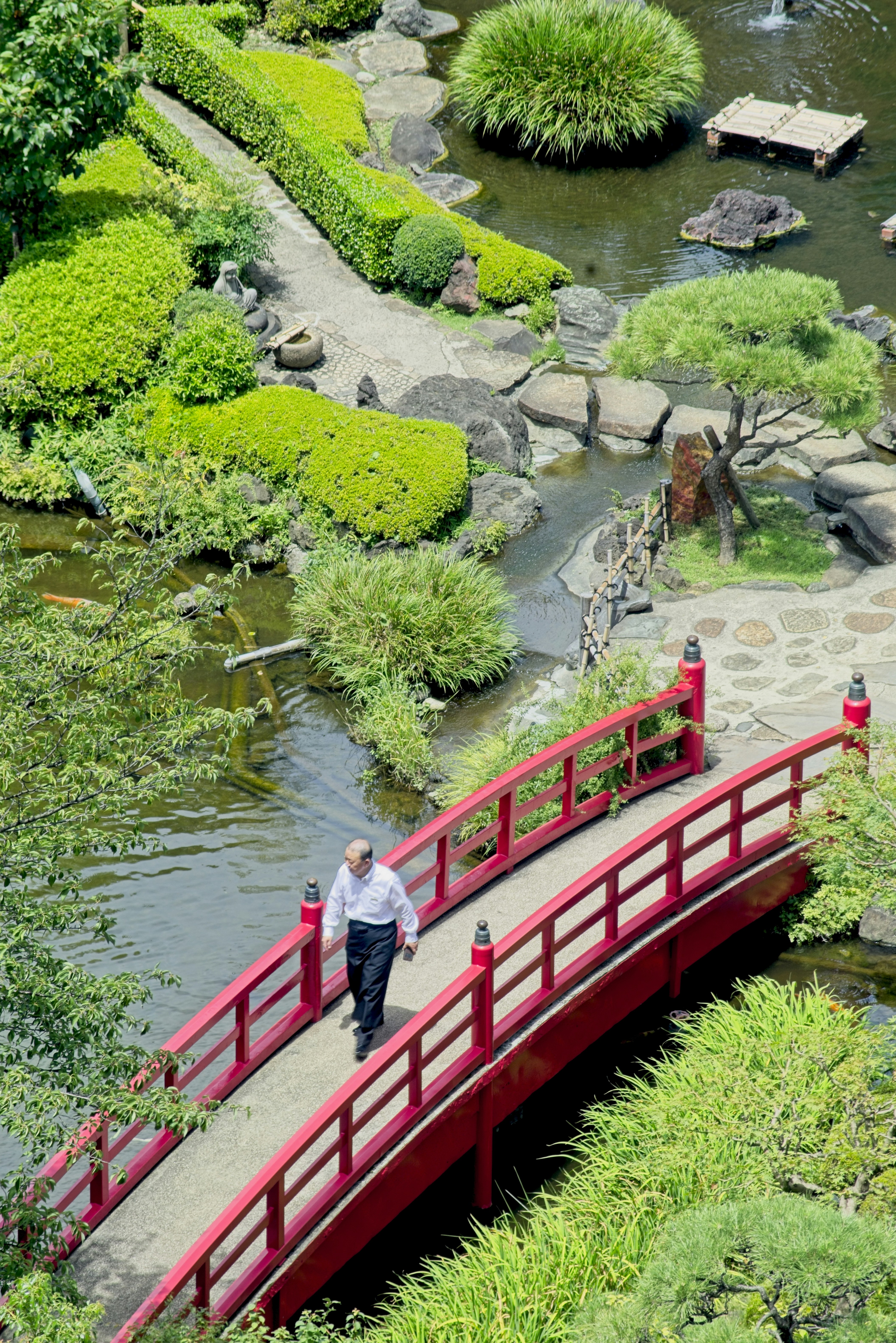 An elderly man in business attire crosses a vivid red arched bridge over a tranquil koi pond within the meticulously landscaped grounds of a Chiyoda City hotel. Manicured hedges, ornamental pines, and carefully placed stone pathways surround the winding waterway, creating a classic Japanese garden aesthetic when viewed from above. A small floating platform and scattered boulders add texture to the pond's design. This serene aerial composition captures the peaceful elegance of traditional garden landscaping on a warm July evening.