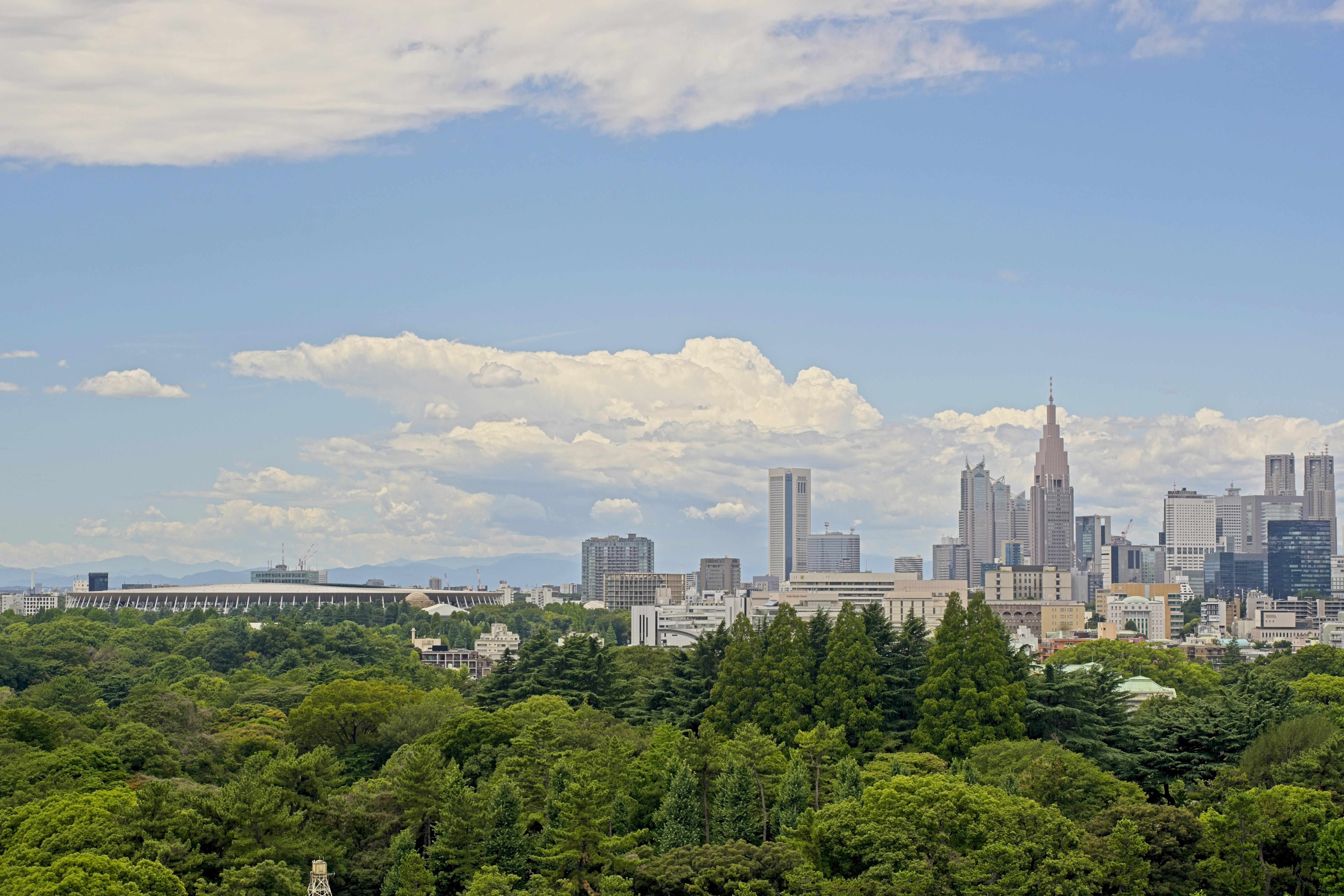 Urban Horizon: Petaled Green Foreground Meets Skyline Silhouette