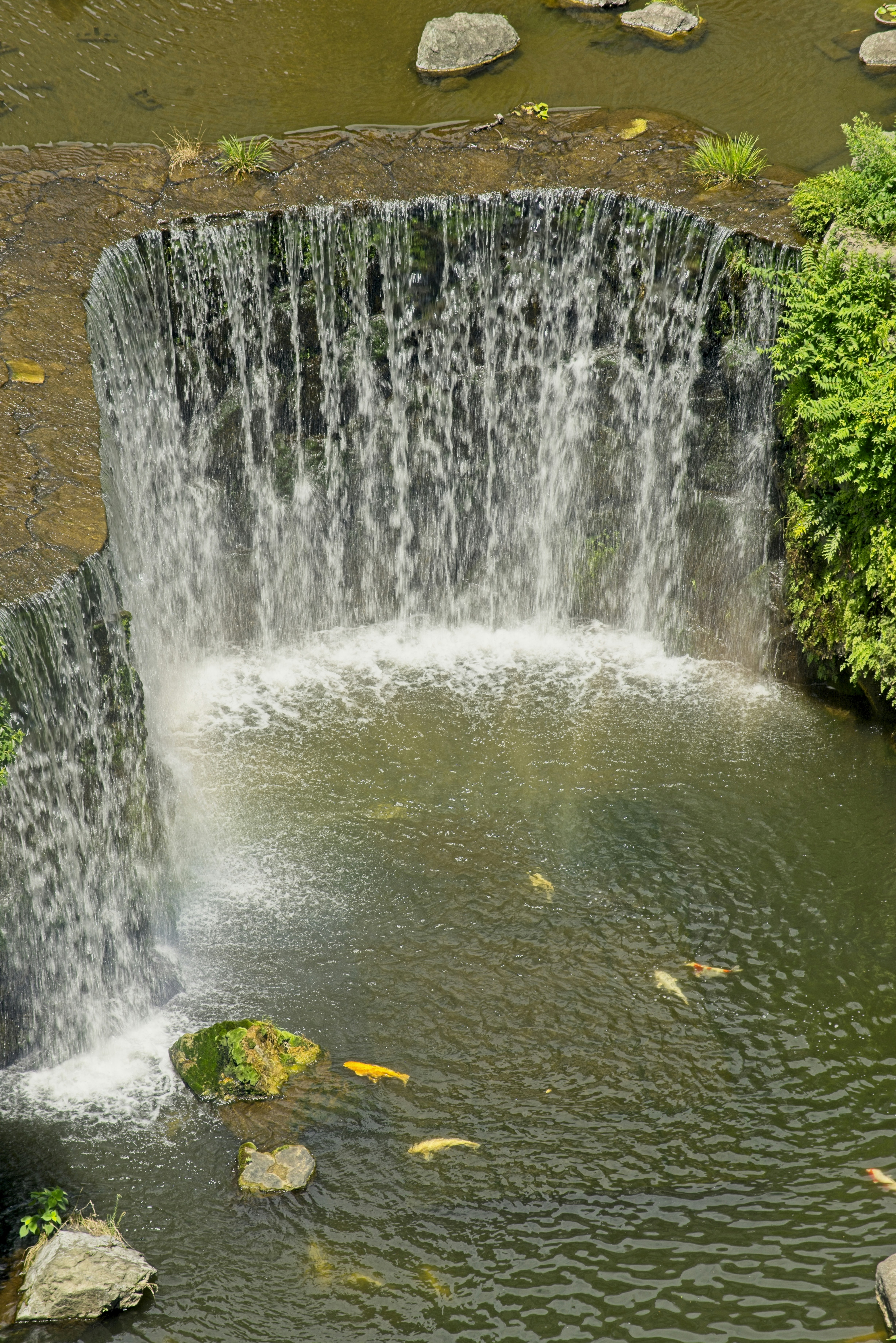 A gentle cascading waterfall spills into a tranquil koi pond within the landscaped grounds of a Chiyoda City hotel, its mossy stone edge framed by lush greenery. Vivid orange and white koi fish glide beneath the rippling surface, drawn to the aerated water near the falls. Scattered rocks add natural texture to the pond's edges. This serene water feature offers a peaceful, meditative escape within the hotel's grounds on a warm July evening in central Tokyo.