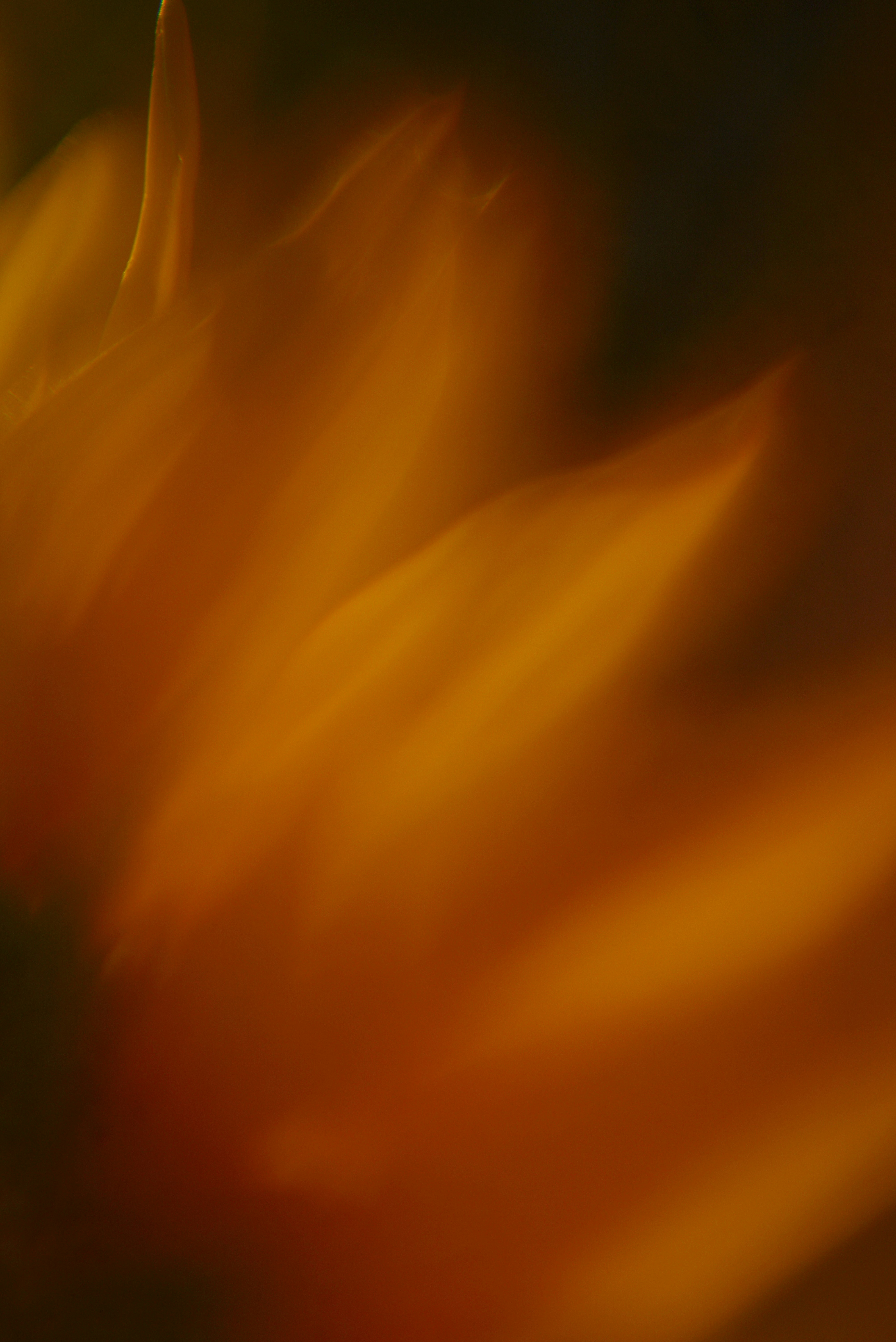 Ember Petals in Soft Focus