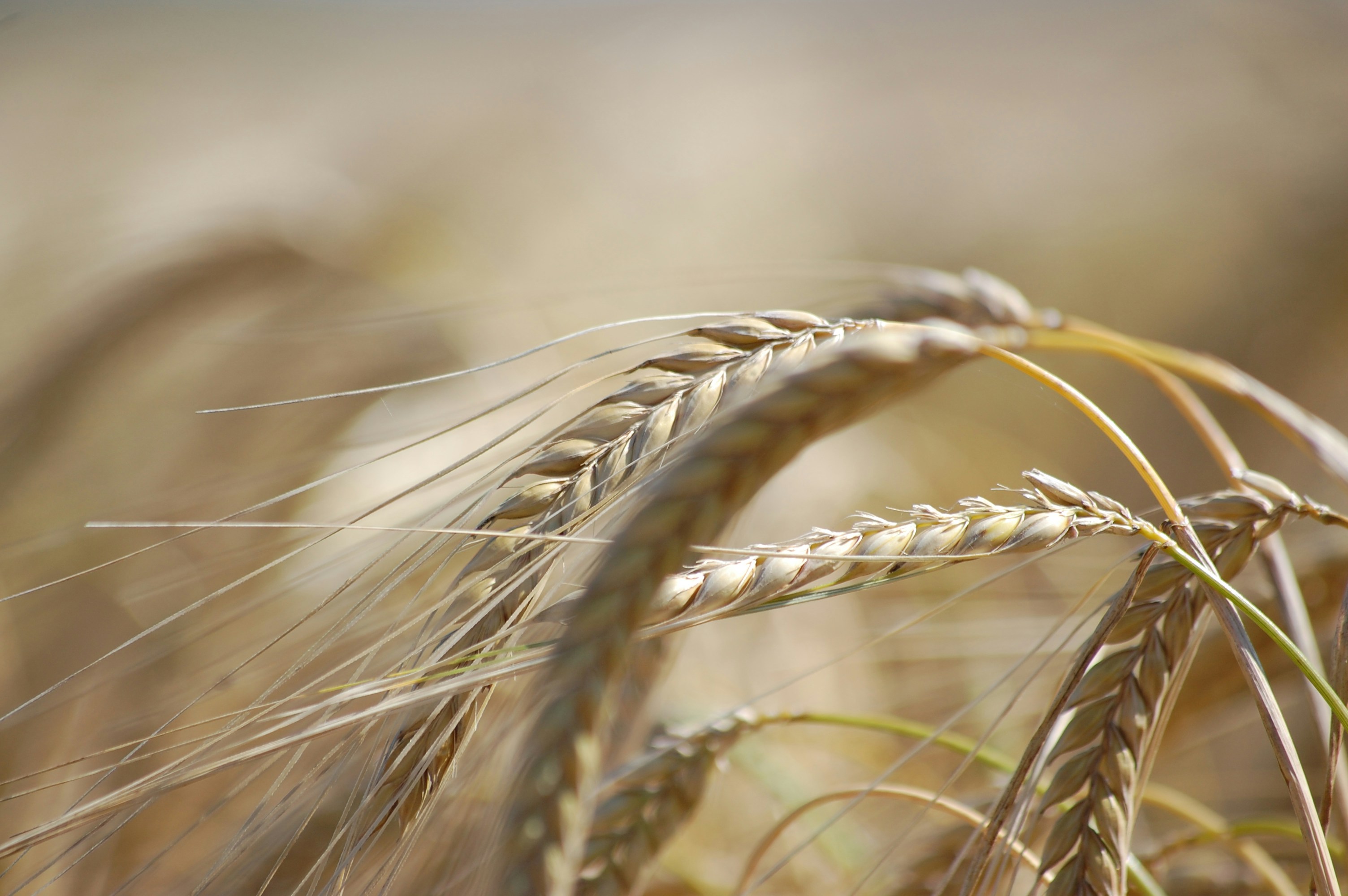 Whispers of Wheat: Close-Up on Golden Weave