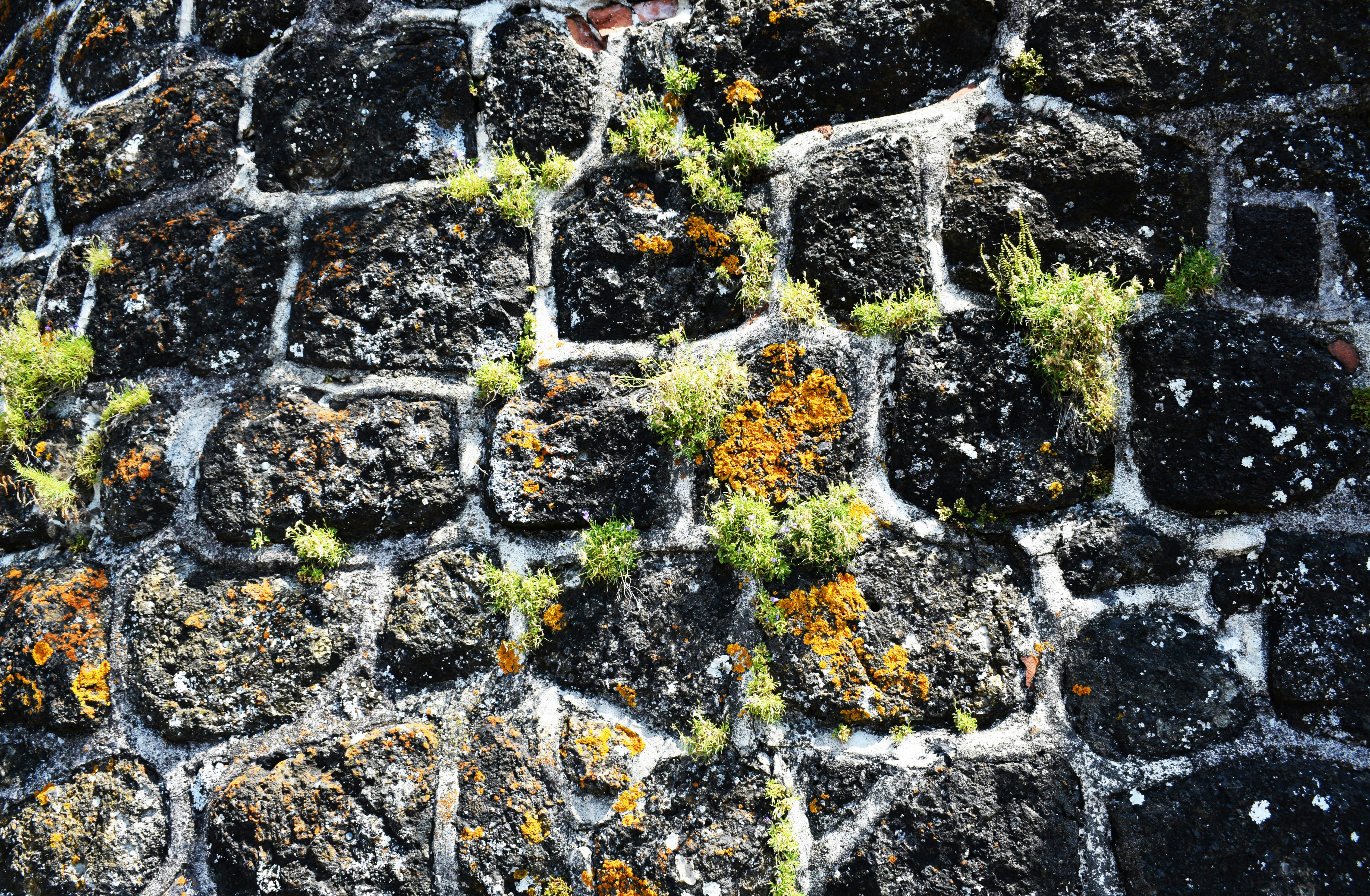 Rugged stone wall with dark, irregular blocks tinged by orange and green moss, showing natural textures and micro-vegetation.