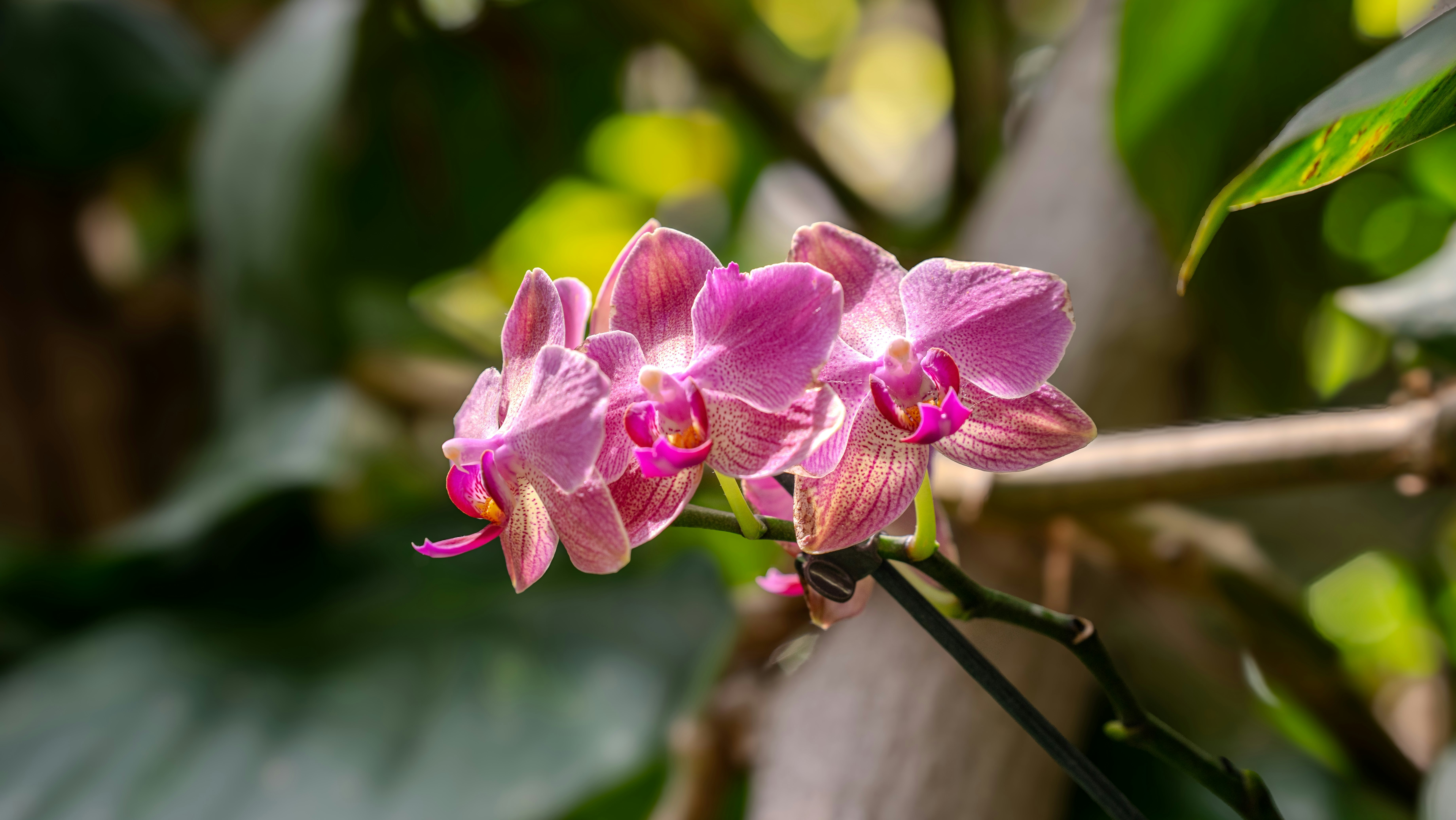 Pink Orchid Cascade: A Close-Up of Delicate Petals in Soft Backlight