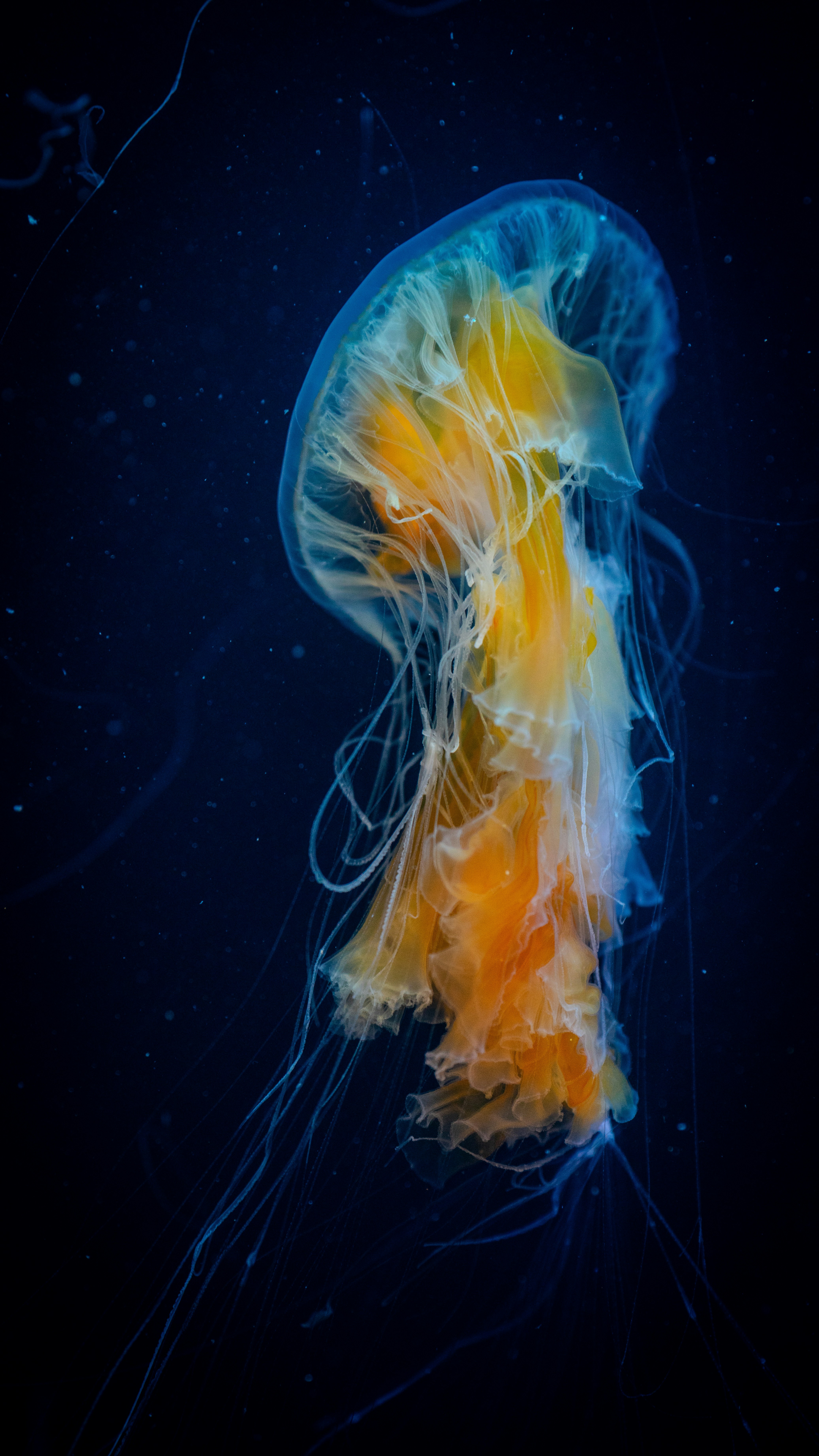 A translucent yellow jellyfish with long trailing tentacles floating in dark blue water