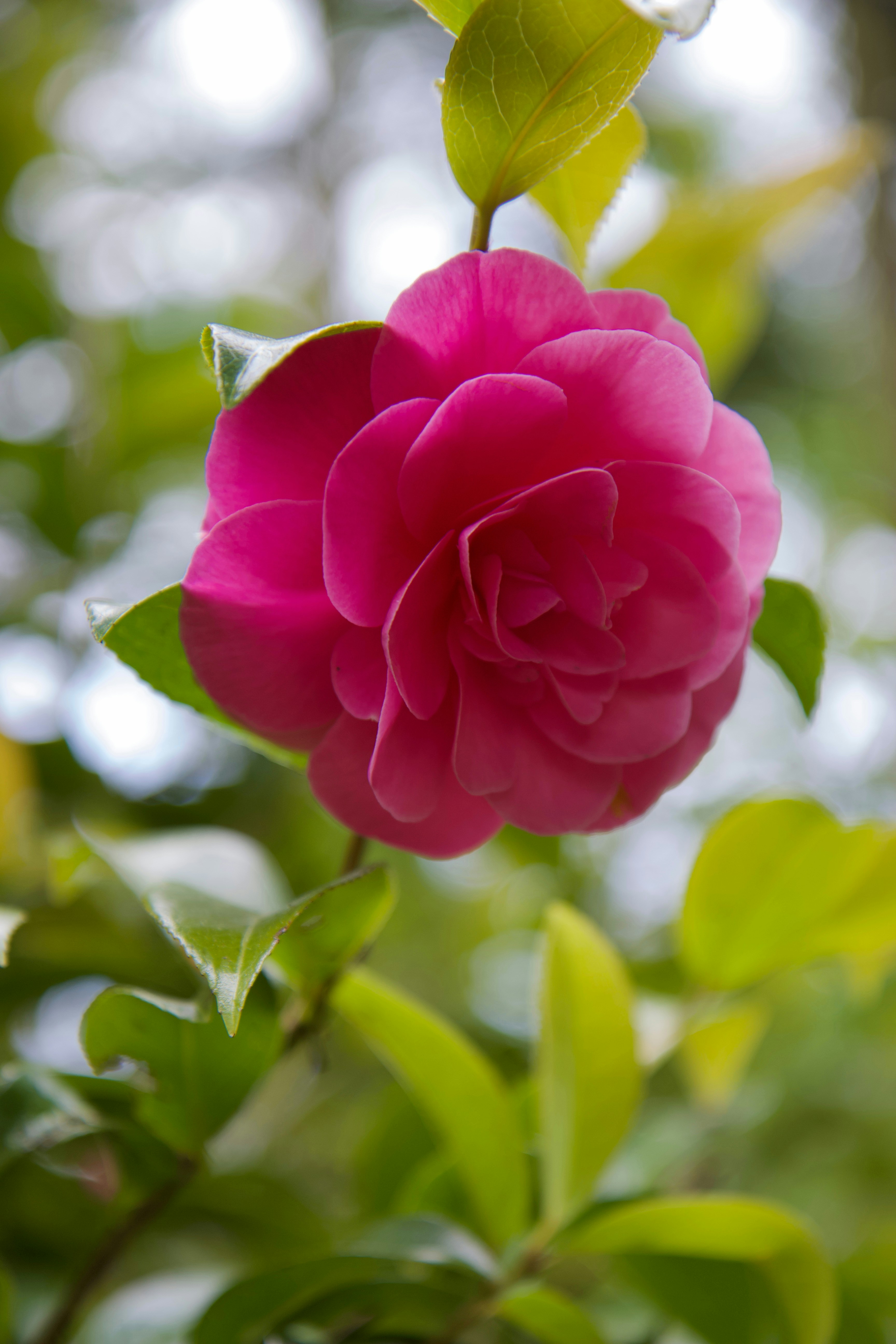 Pink Camellia in Soft Focus Greenery