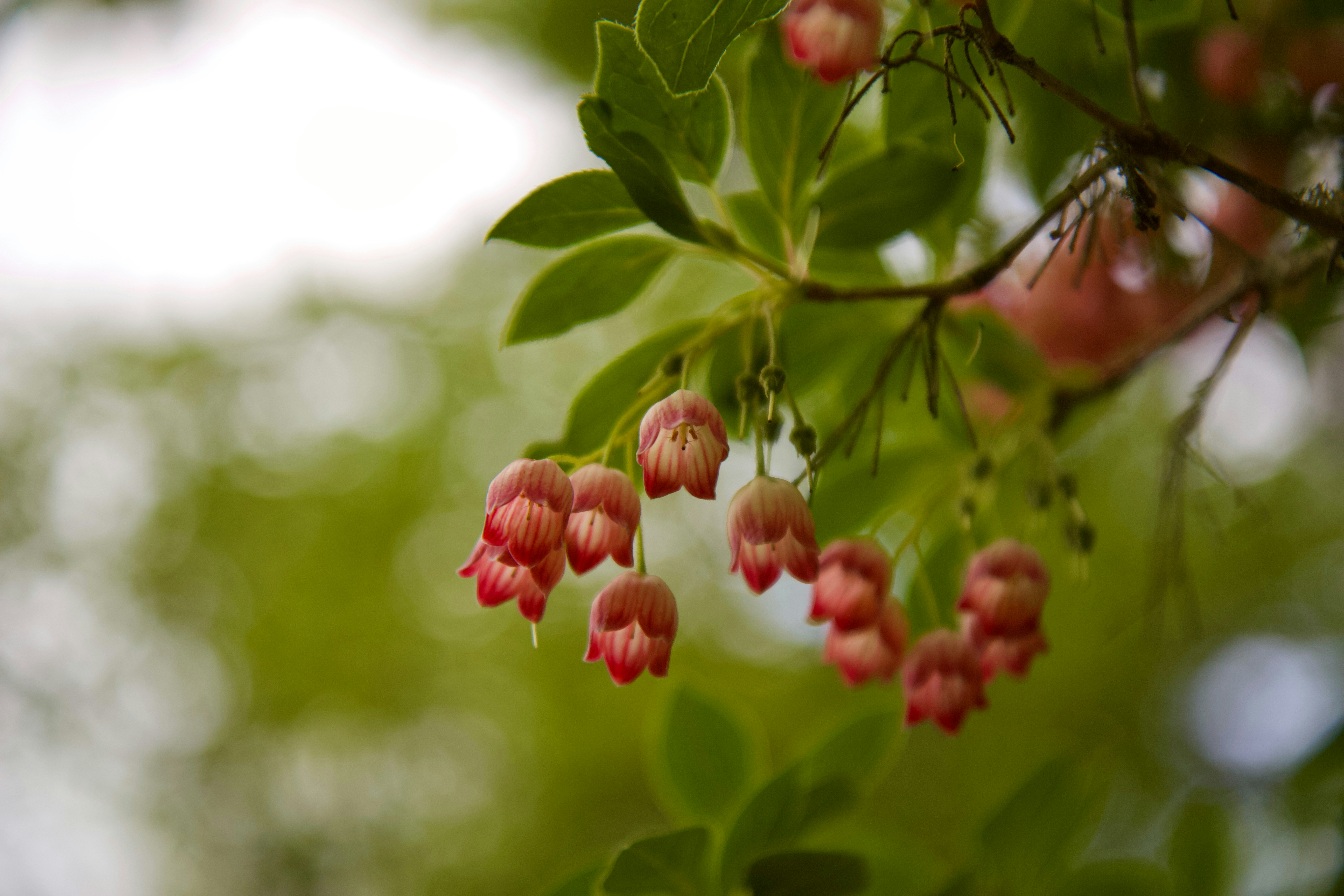 Dangling pink bells in a sunlit garden frame
