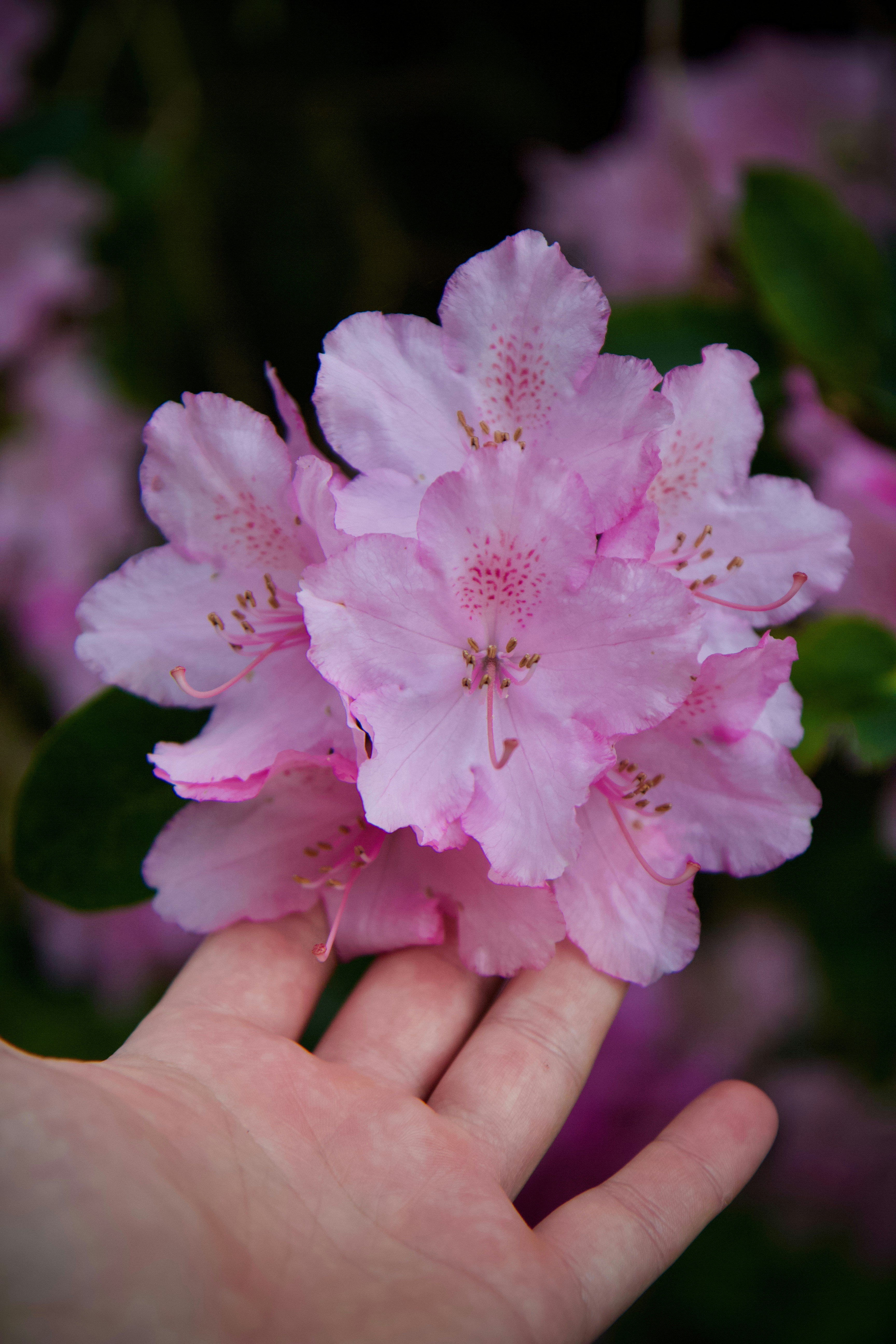 Soft Pink Azalea Embrace
