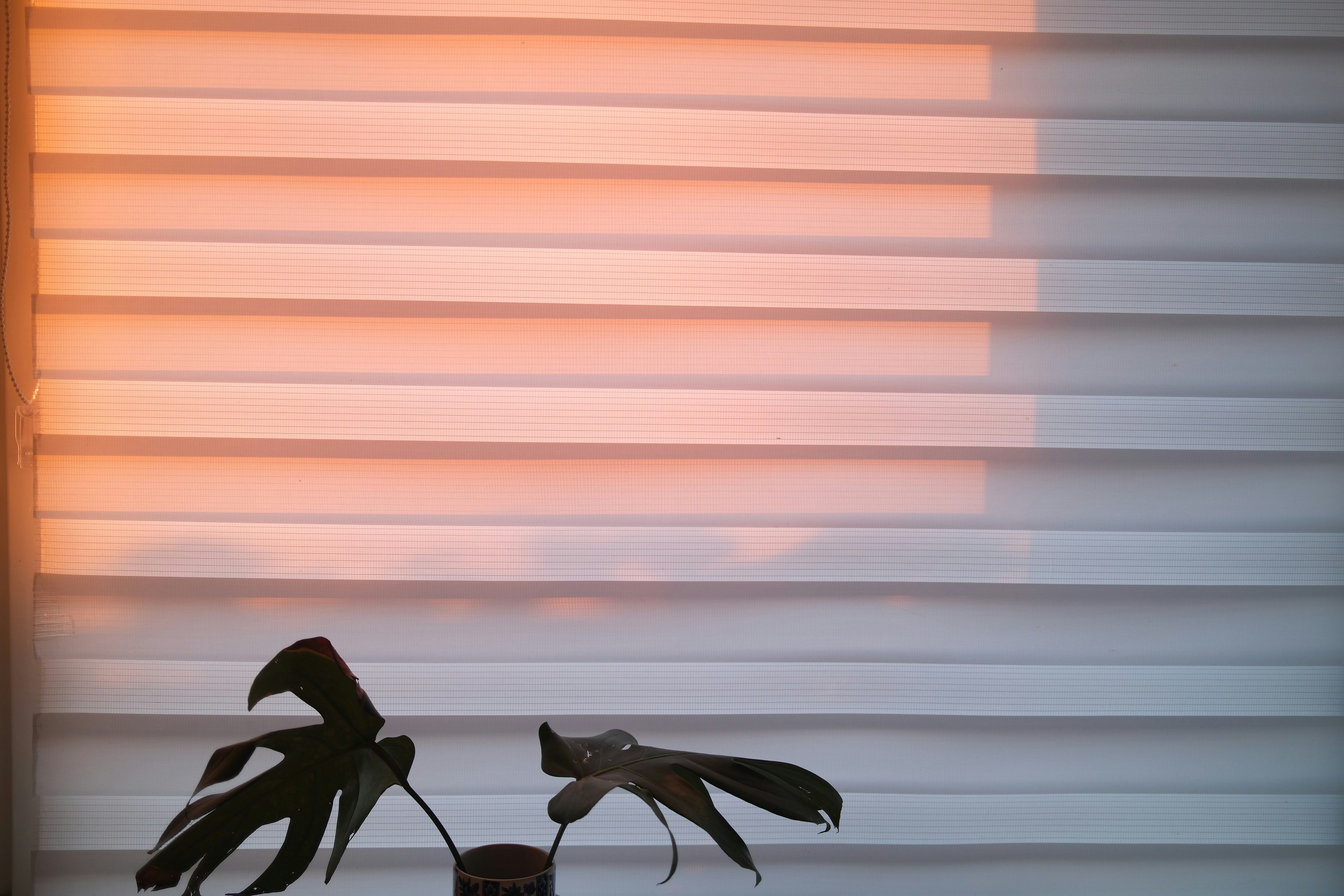 Sunset Stripes: Plant Silhouettes Beneath a Glowing Shutter