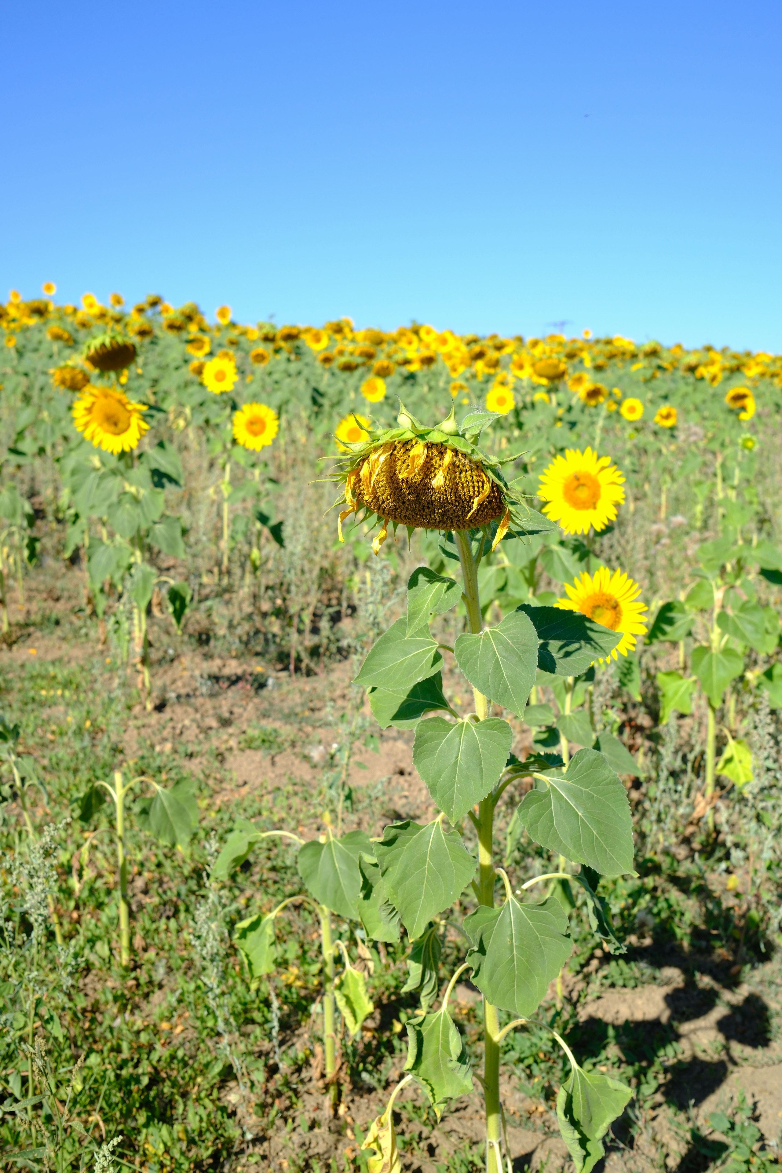 Sunflower Sentinel: Close-up Portrait of a Field Bloom
