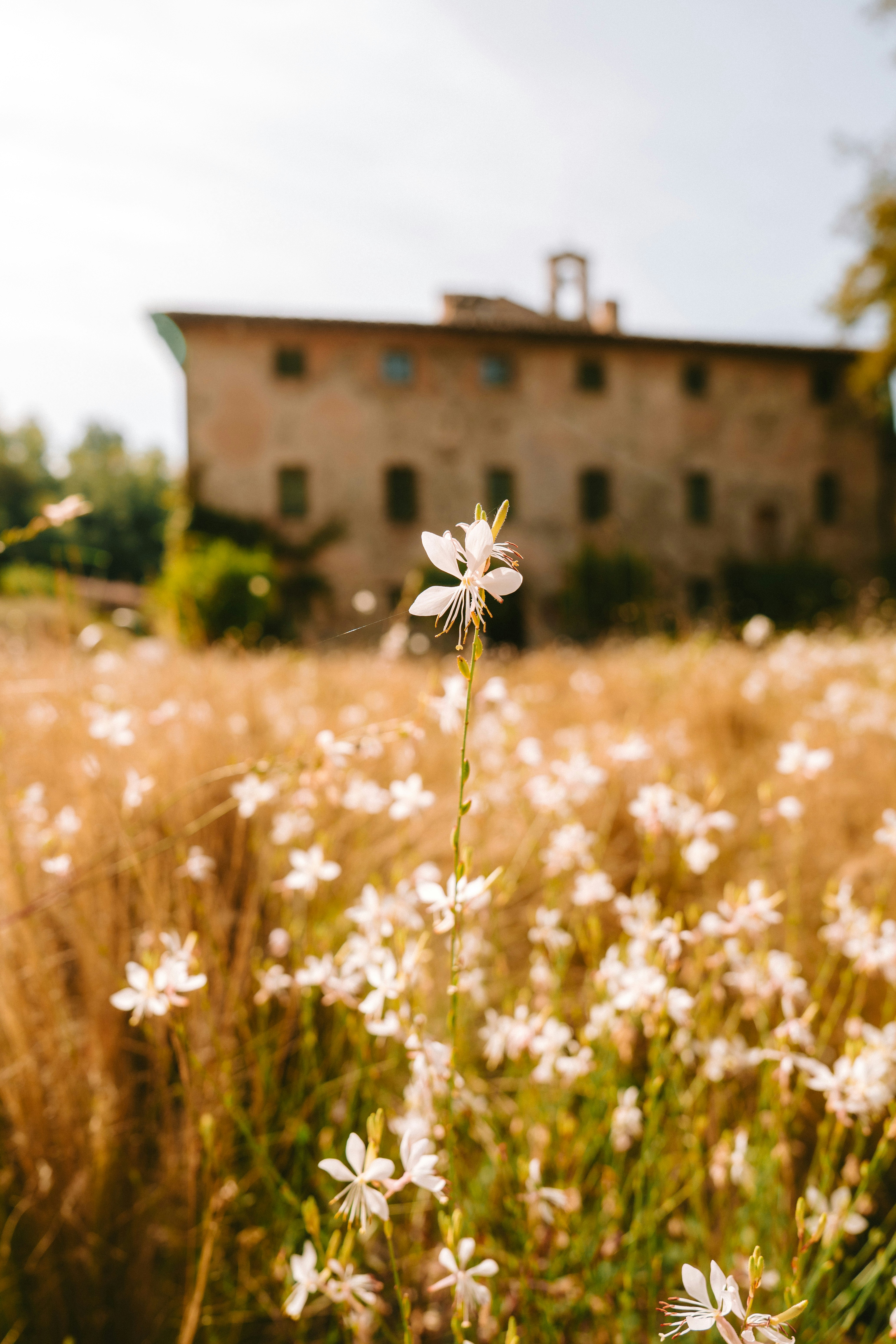 Single white bloom in a sunlit field with a weathered building in the background