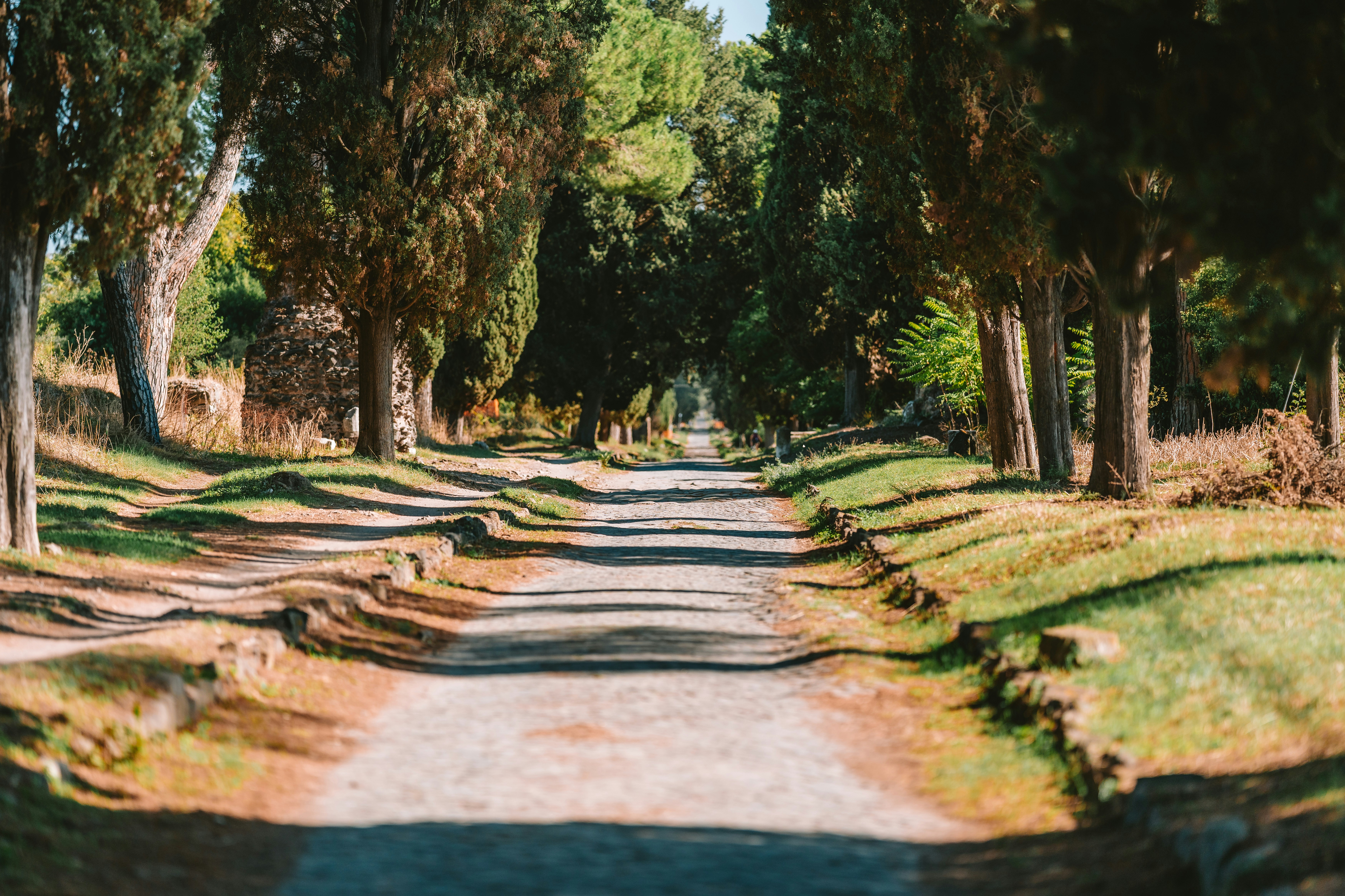 Sunlit Lane: A Quiet Path Through Tall Trees