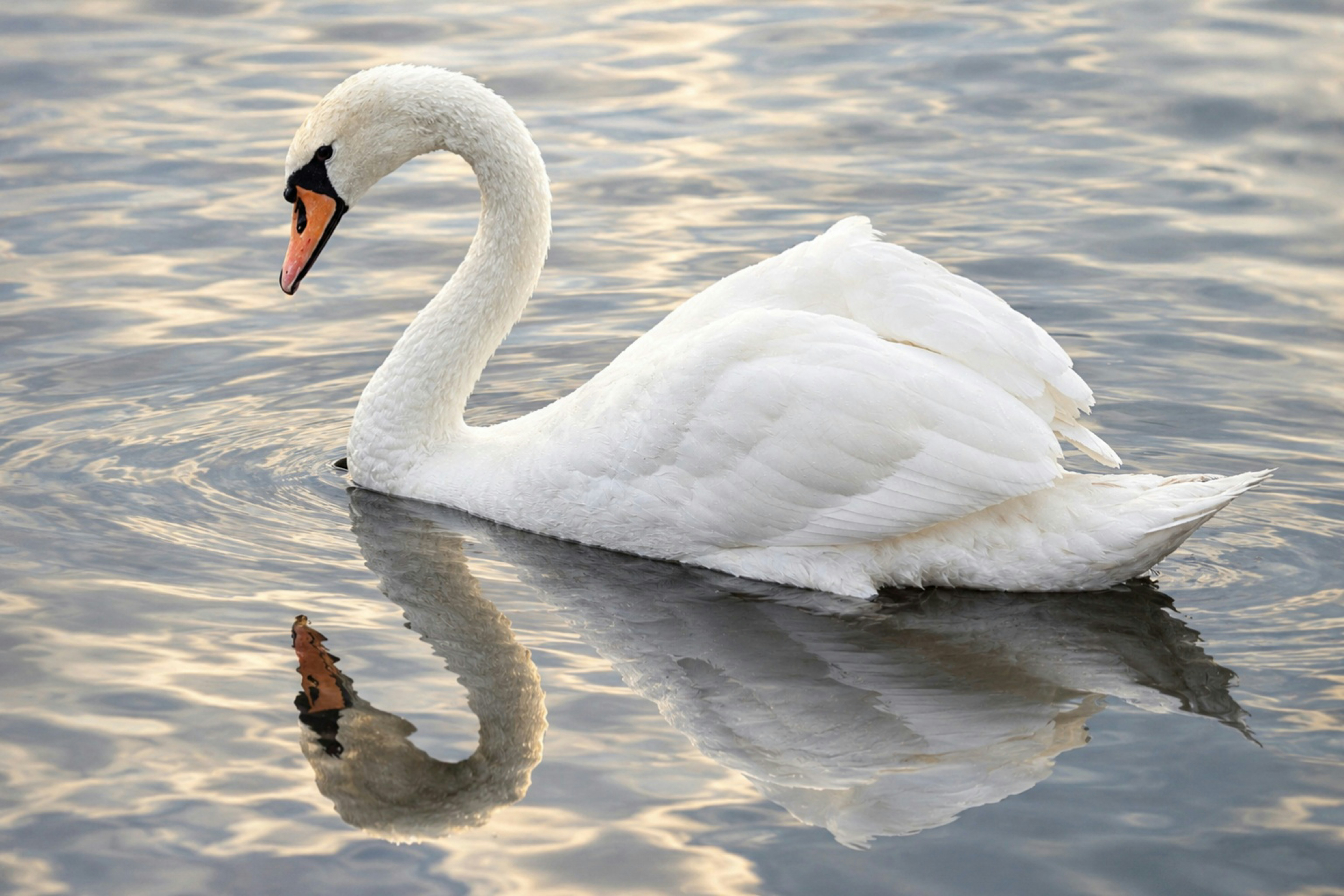 Grace on Glass: A Swan’s Silhouette and Subtle Sunrise
