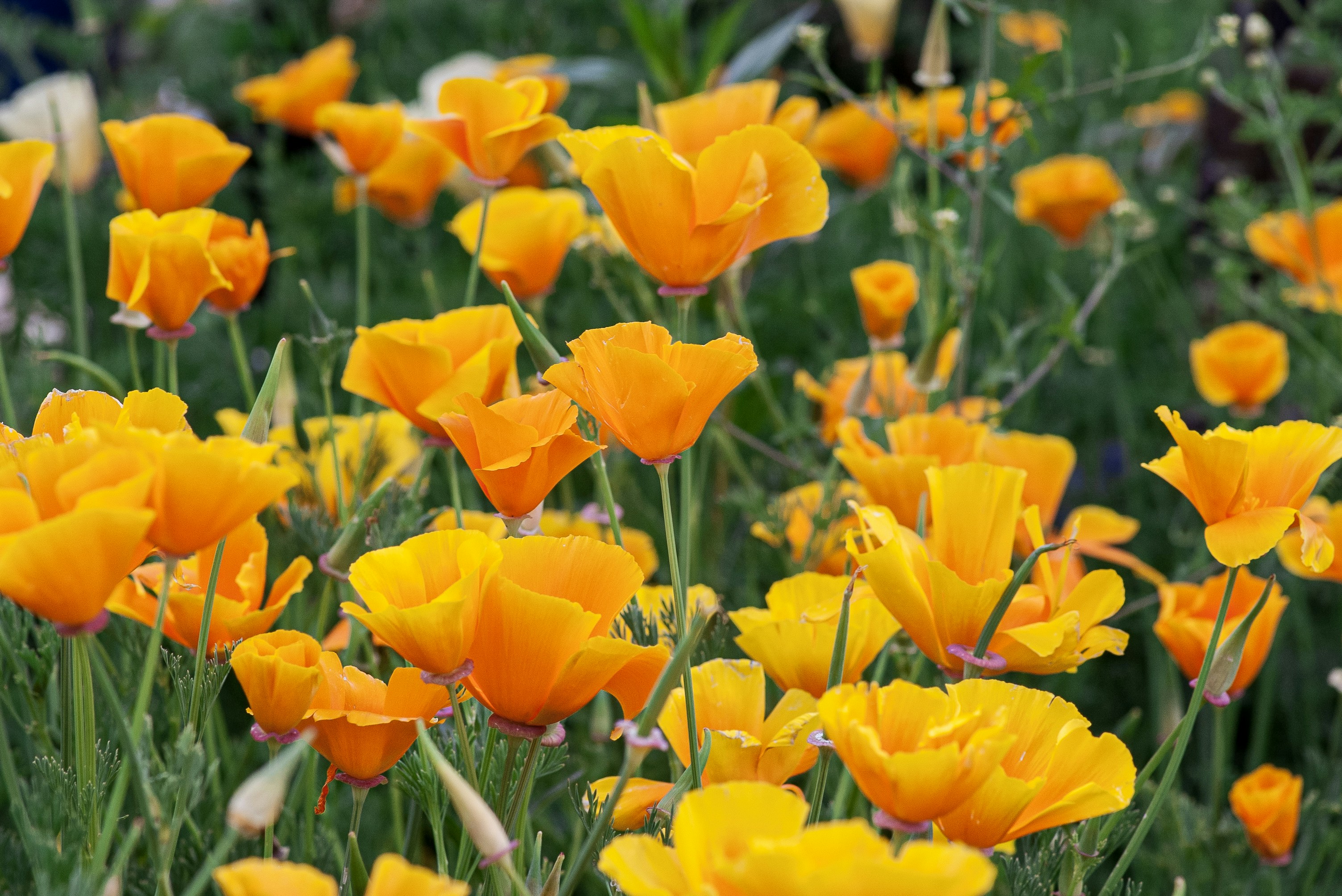 Sunlit thiefs of gold: a field of California poppies in bloom